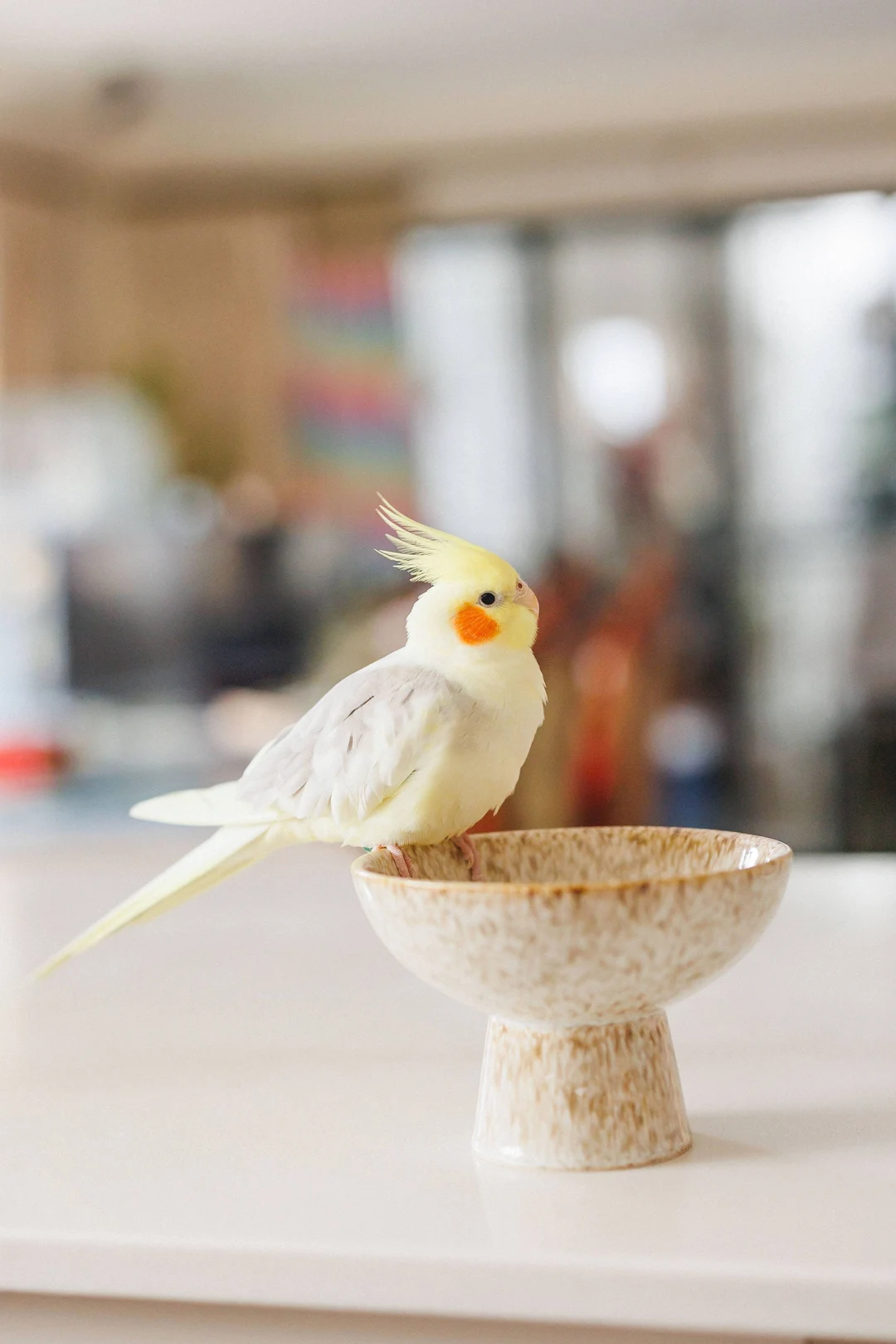 a borb on a bowl | Scrolller