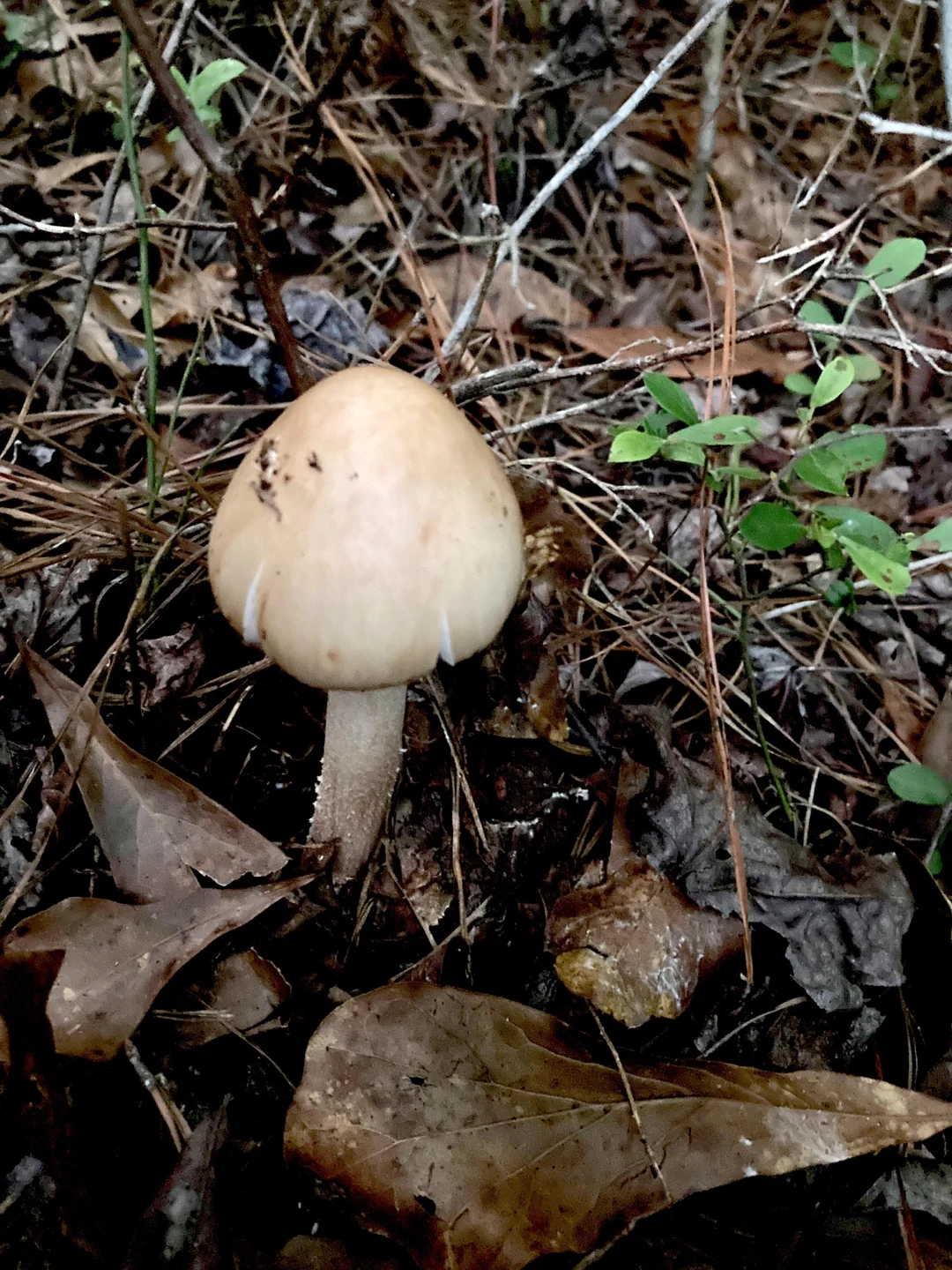 Finds today one of many Muscaria in the pines eastern NC. | Scrolller