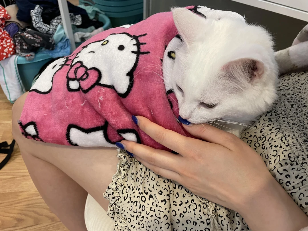 Extra smol Purrito | Scrolller