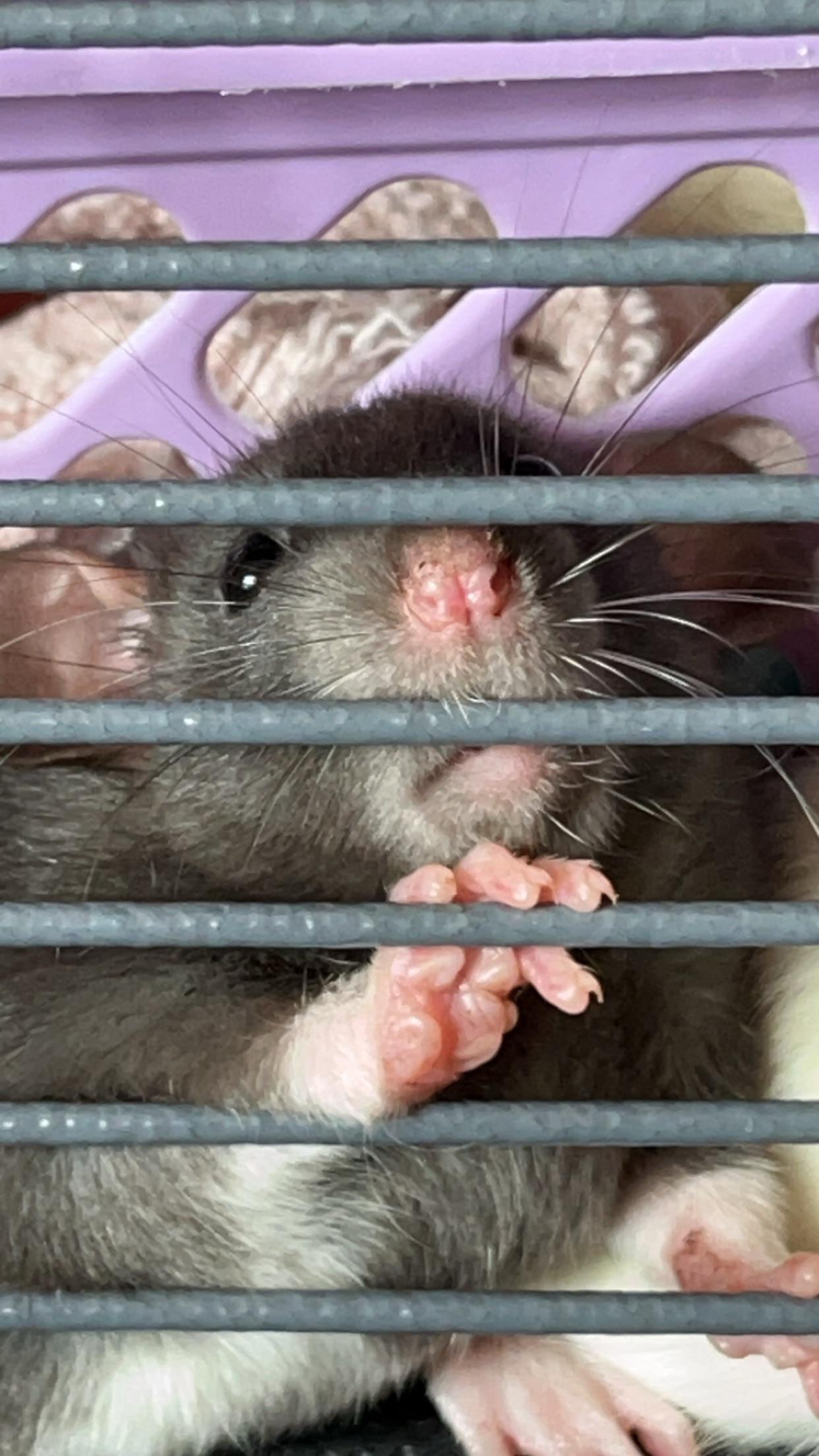 DIY rat cage accessories | Scrolller