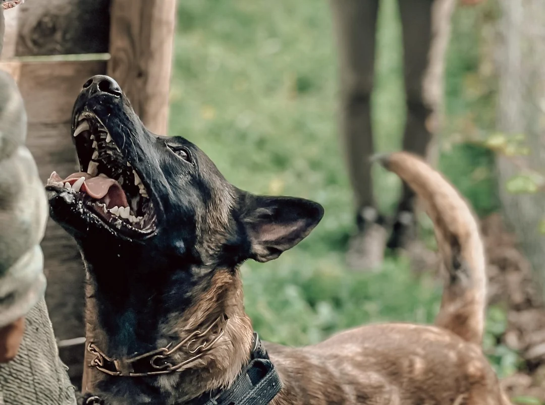 Search and Bark, her favorite training 🦖🦴 | Scrolller