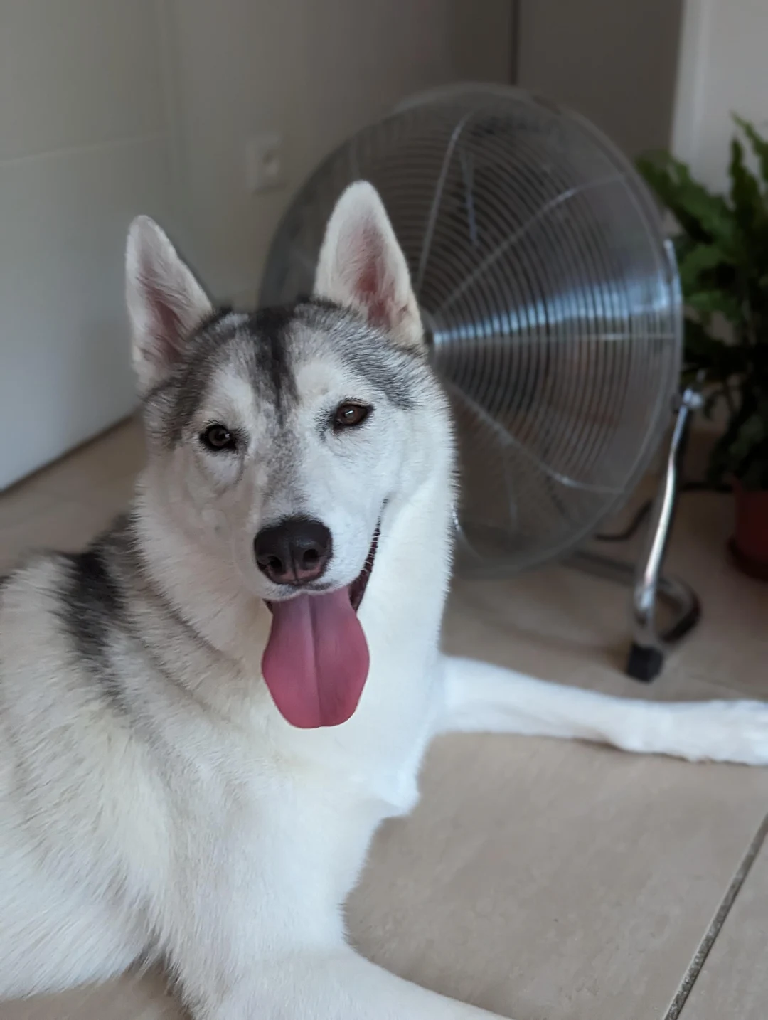 Owning a car and a husky | Scrolller