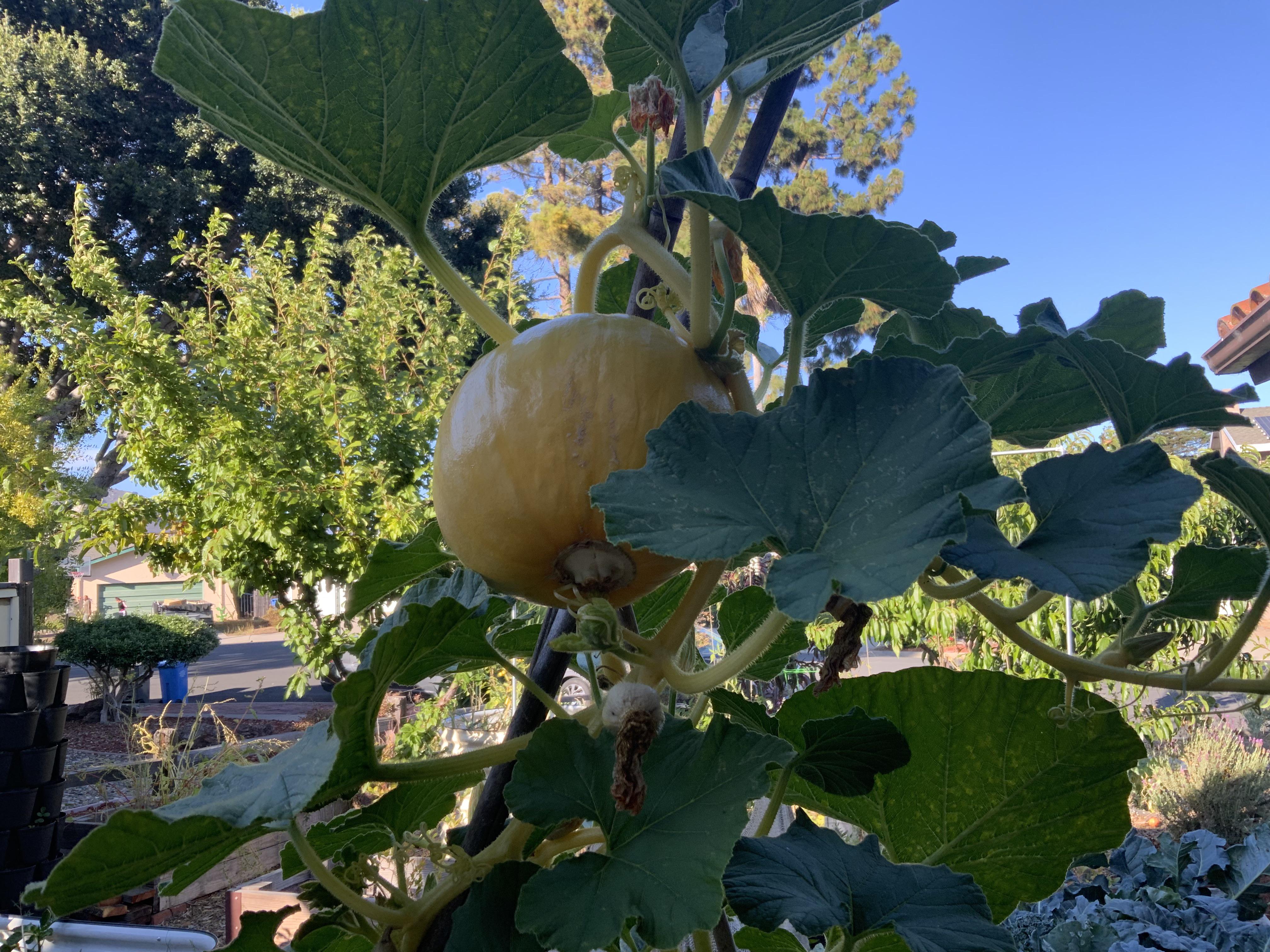 What is this growing? | Scrolller