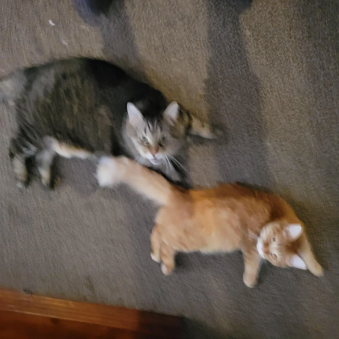 Blurry picture of cats | Scrolller