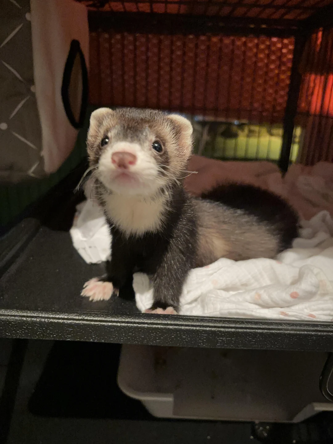 Litter box tips/toy recs? | Scrolller