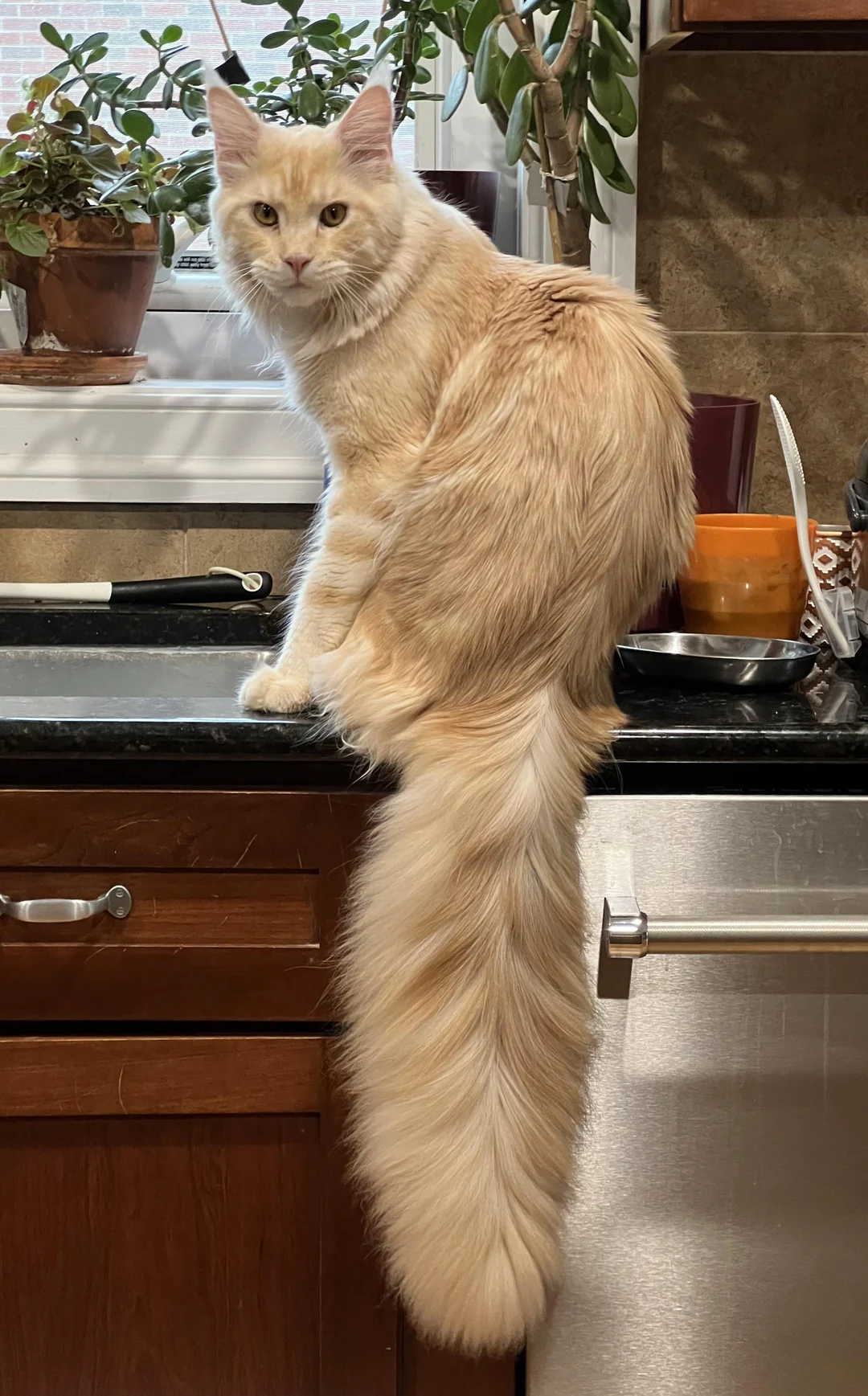 That tail!!! | Scrolller