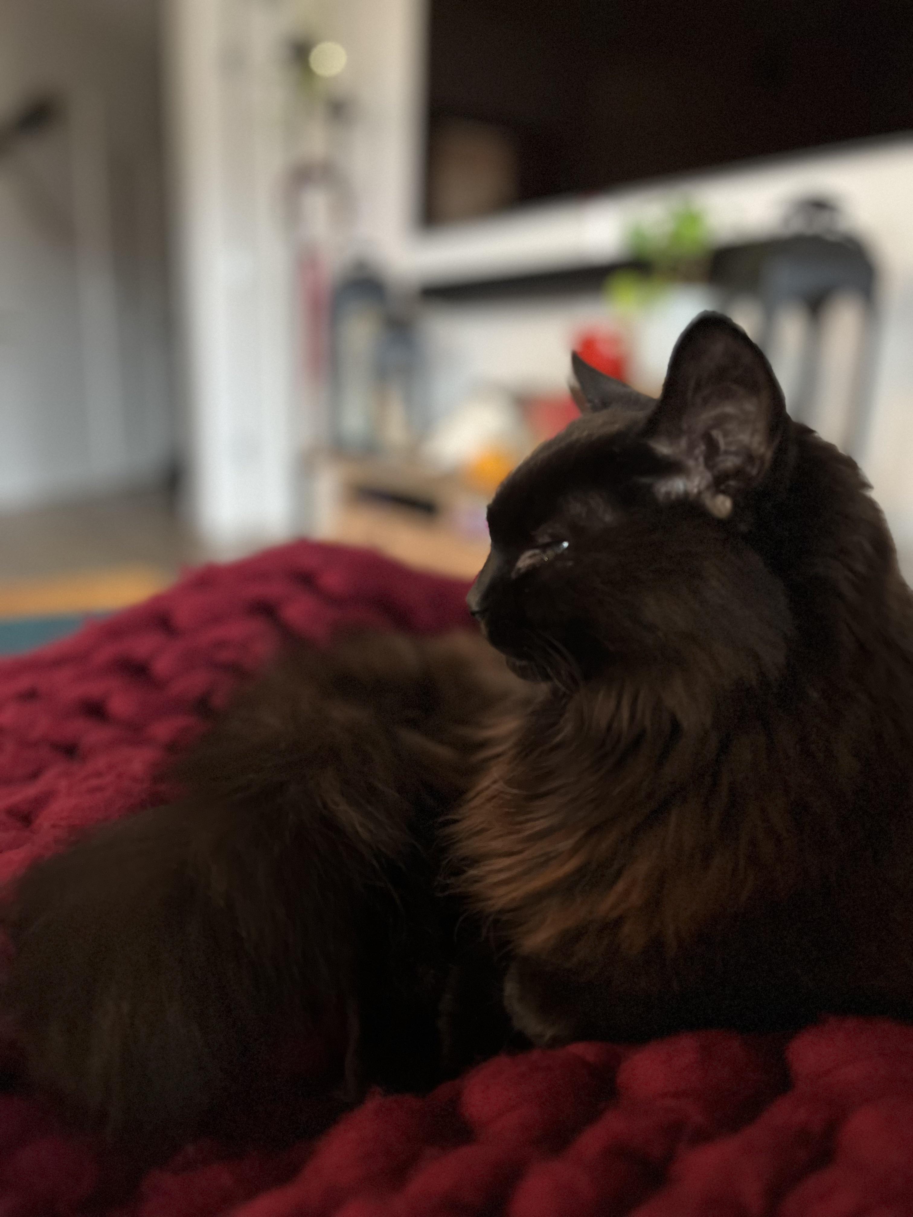 Floof in profile | Scrolller