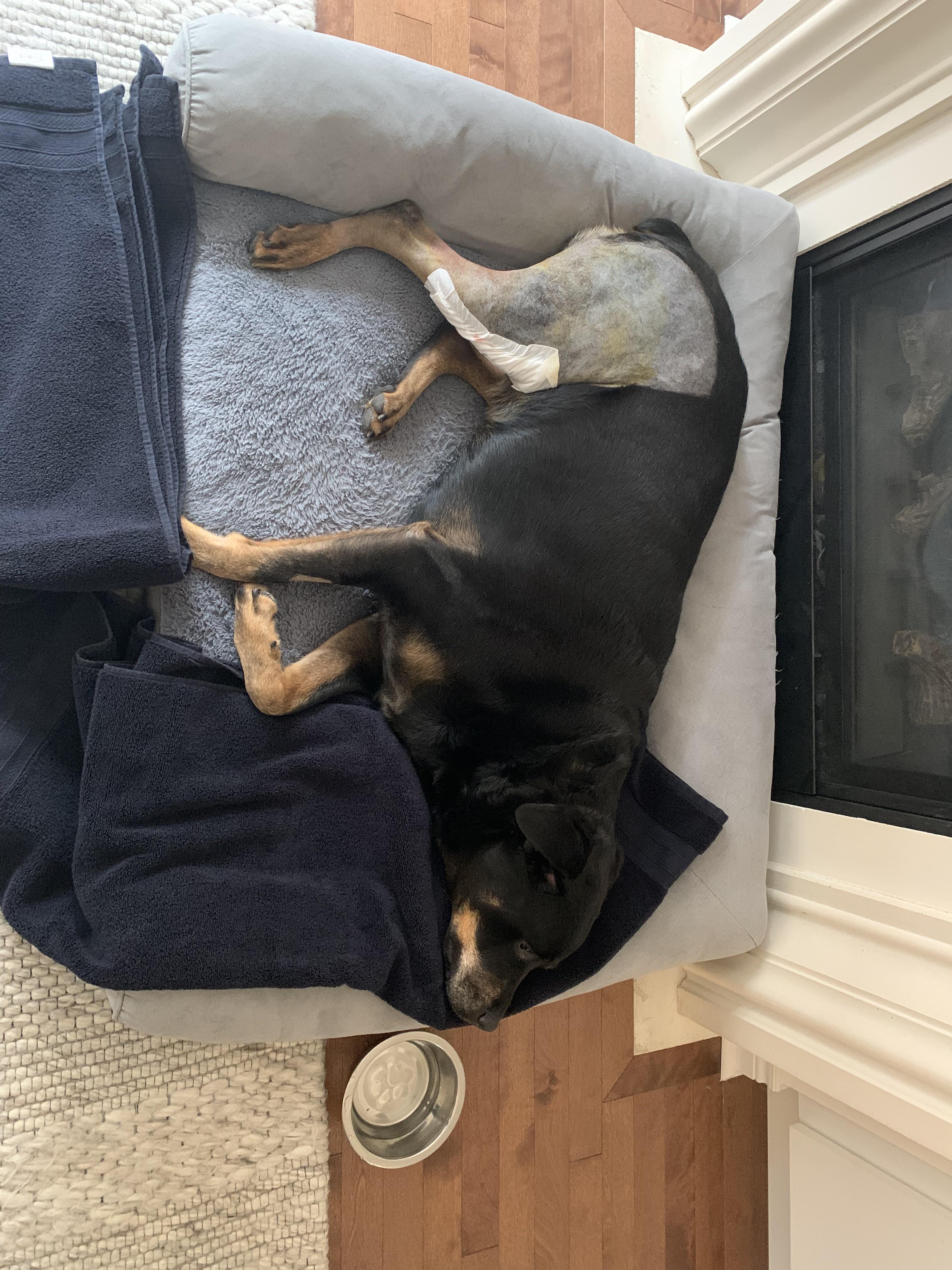 Her 2nd TPLO Procedure | Scrolller