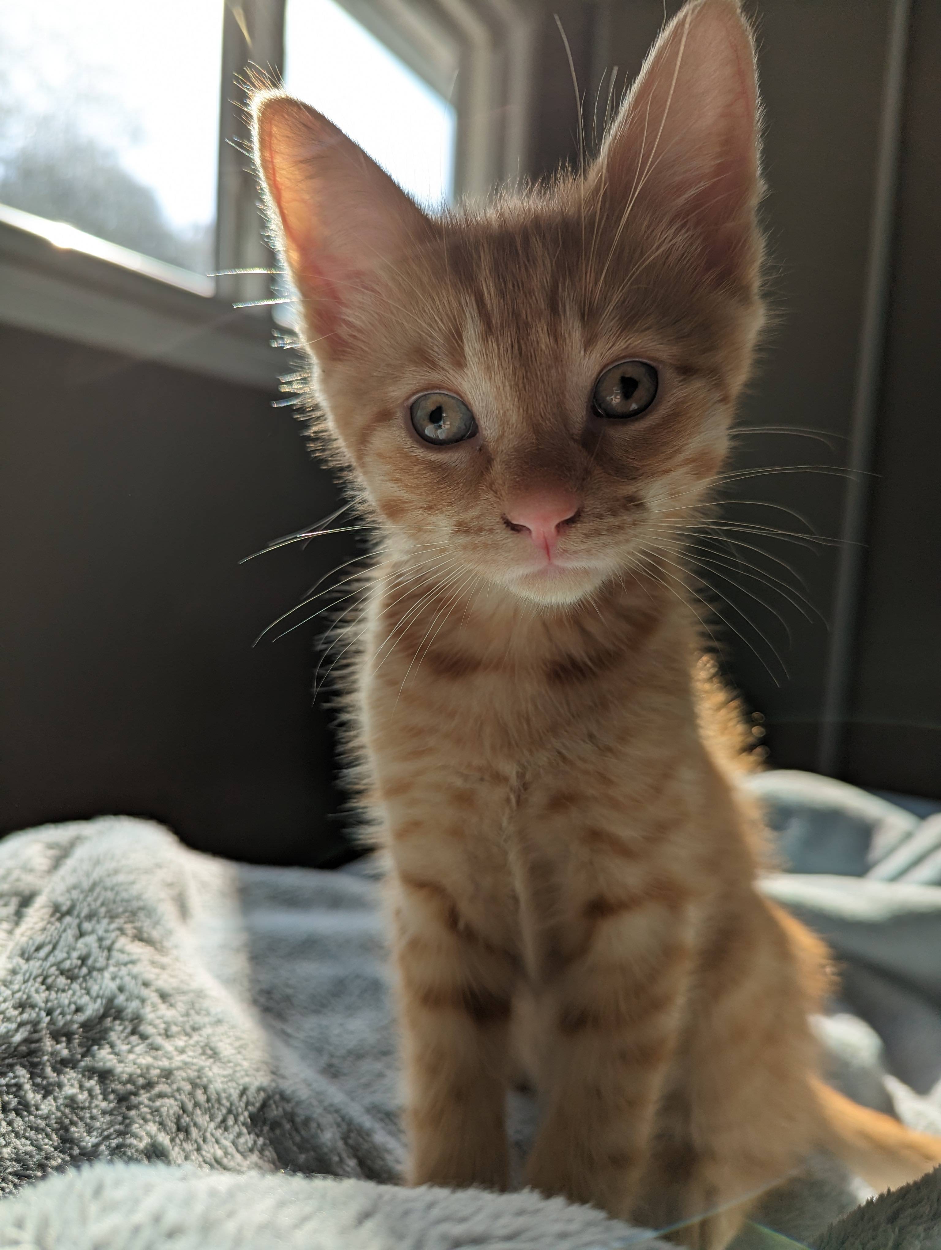 [OC] Leo and his triangle Pupils | Scrolller