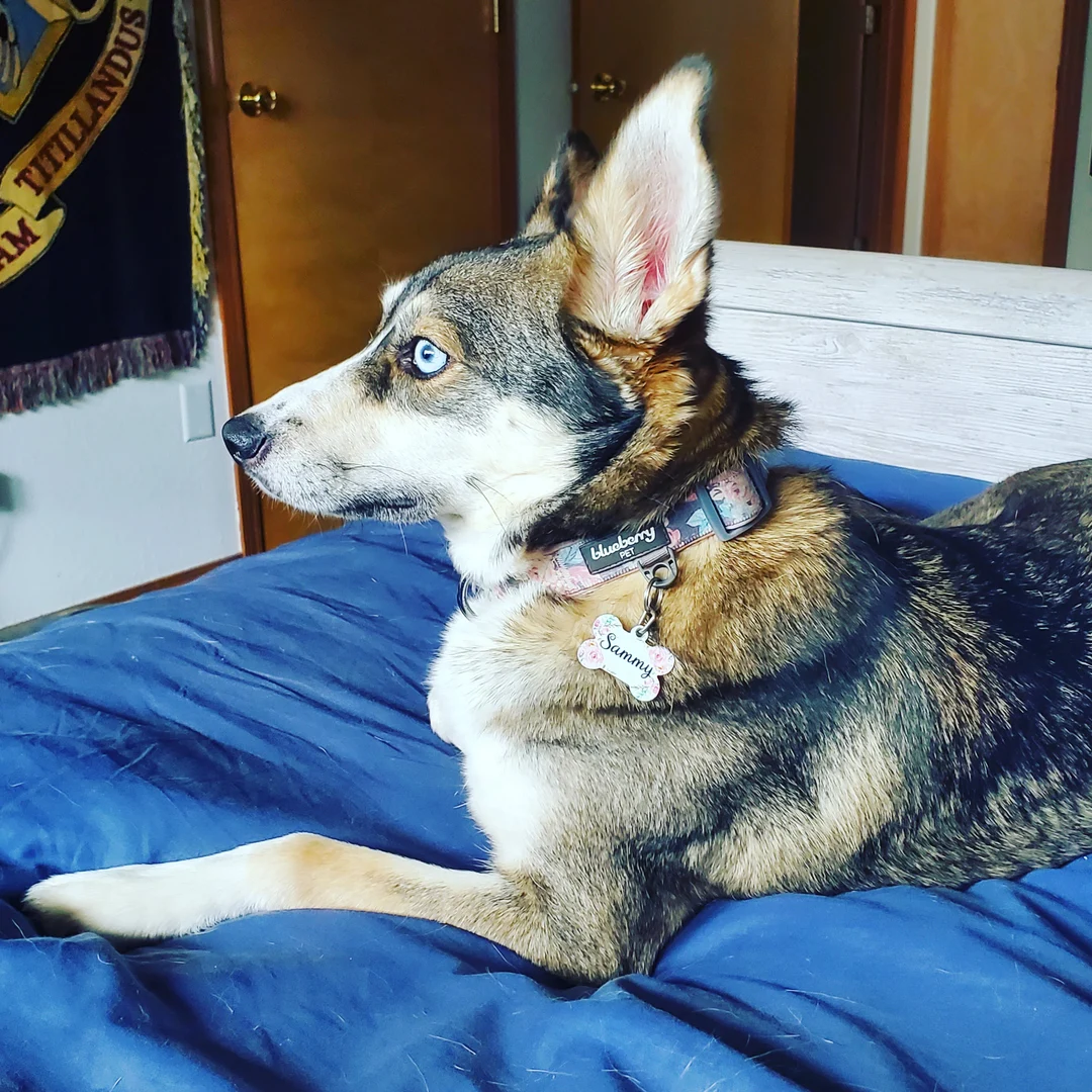 Always on guard | Scrolller