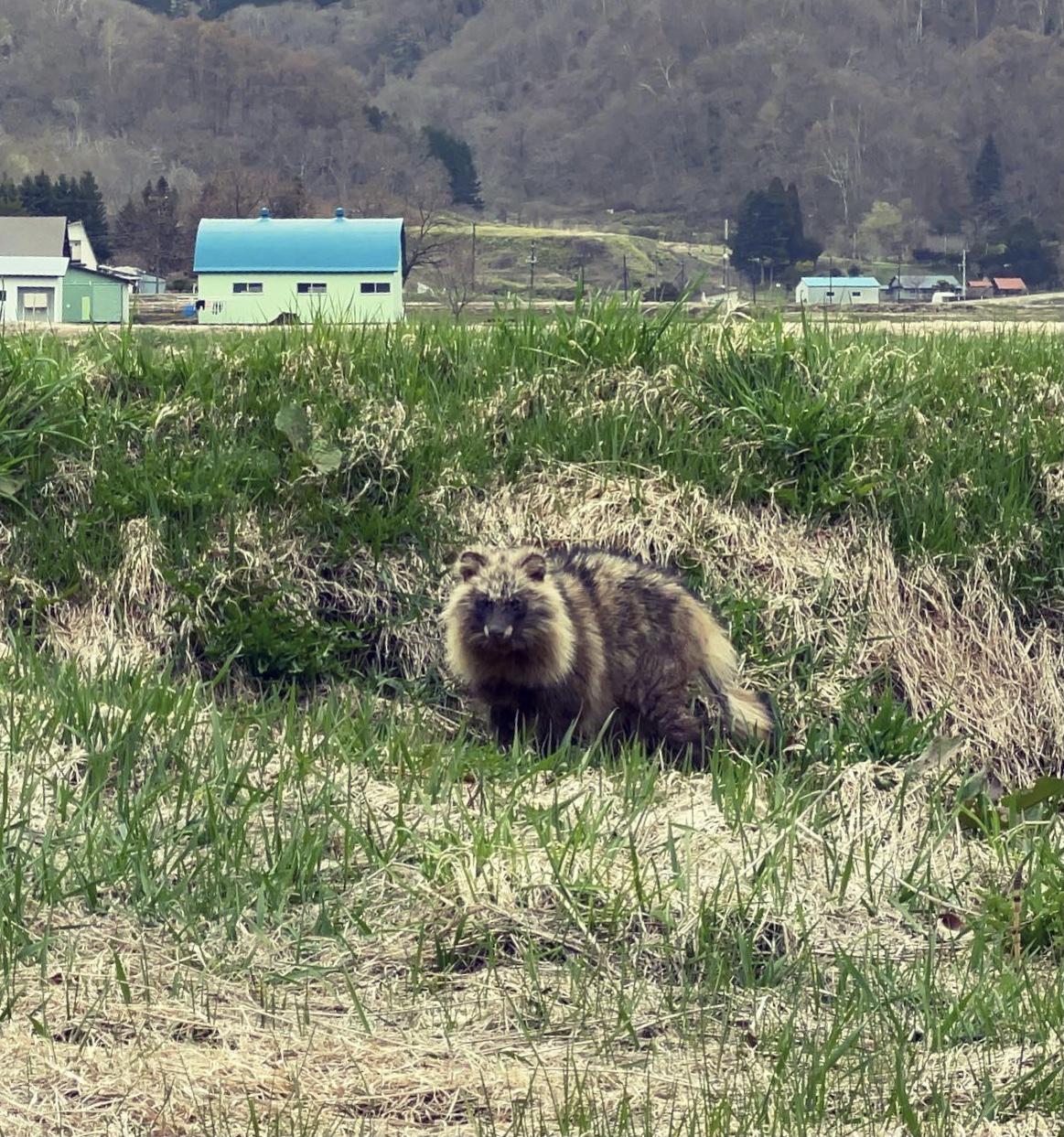 The tanuki that lives in my barn. | Scrolller