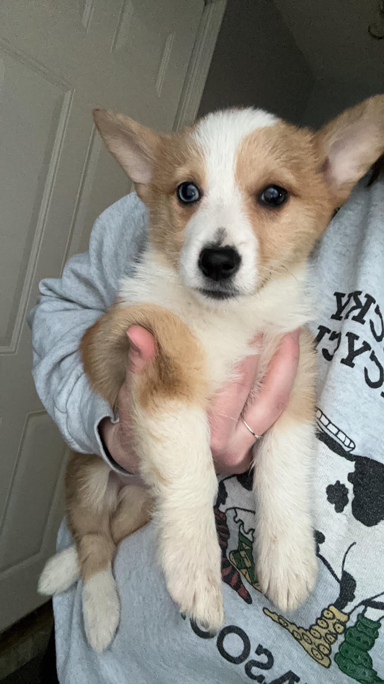 Help name my corgi please! | Scrolller