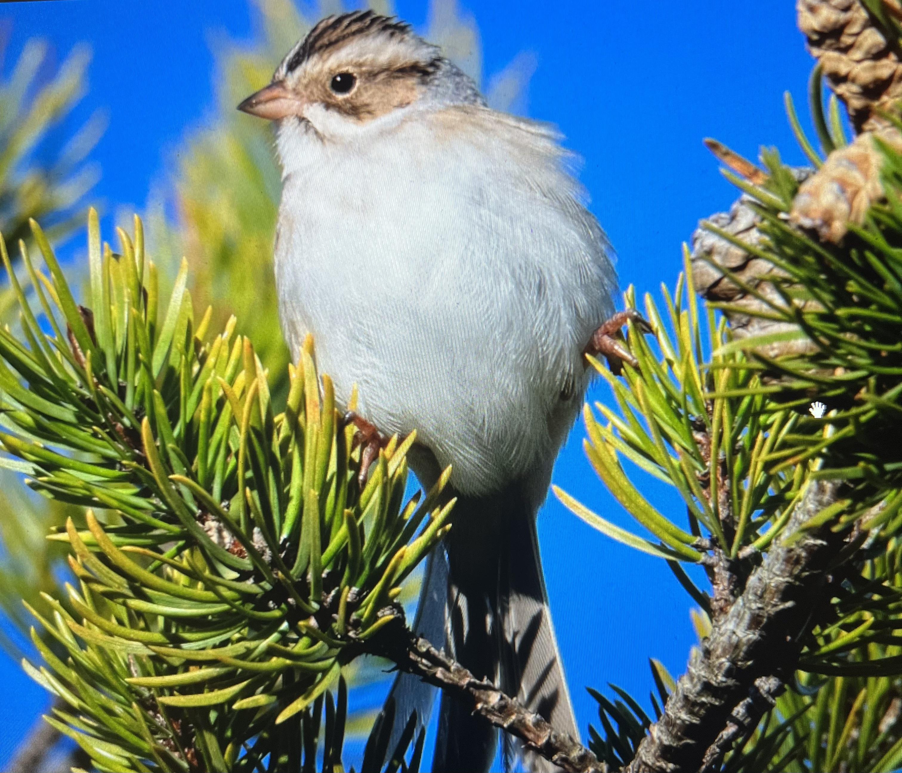 What are these birds? | Scrolller