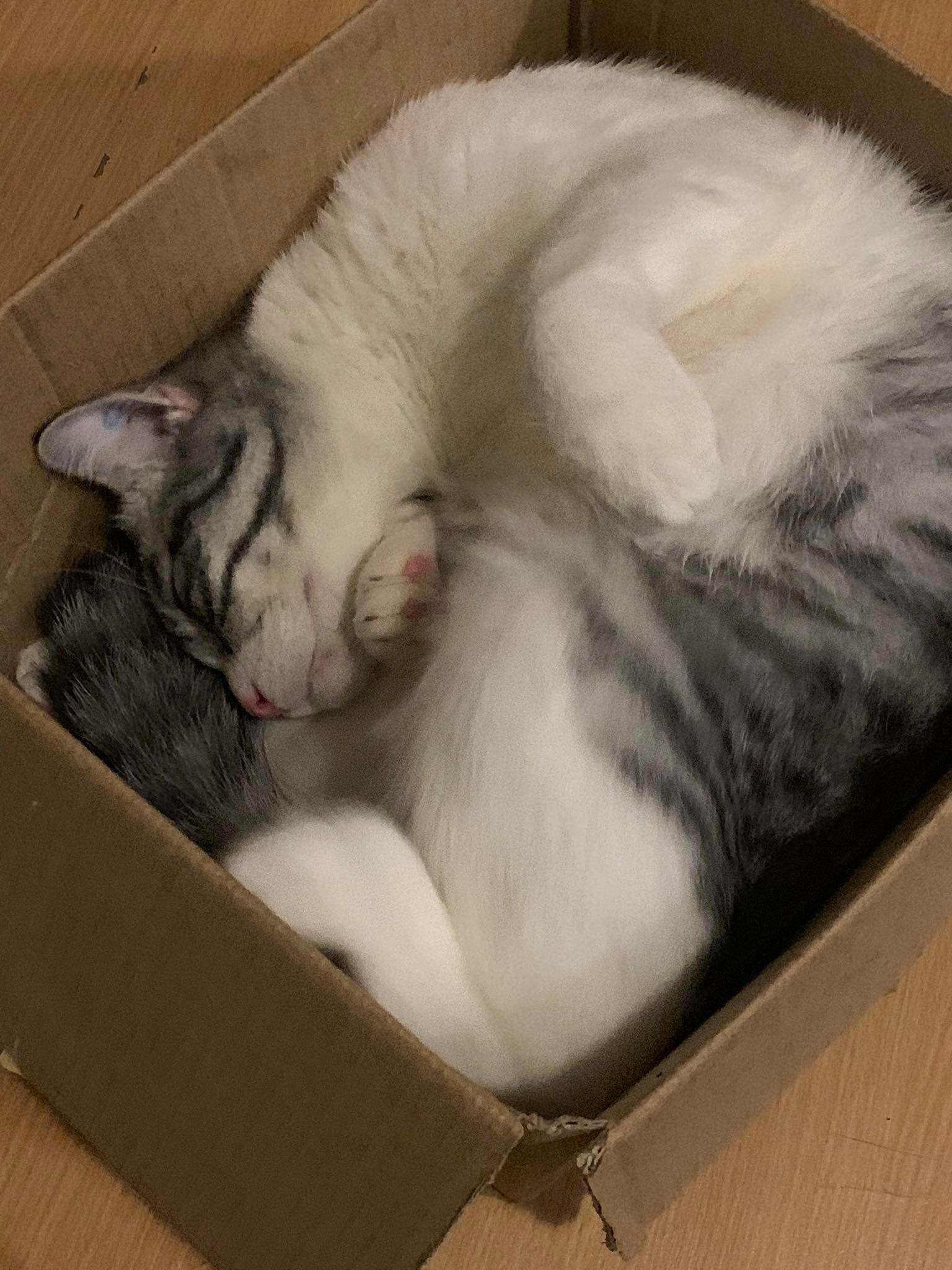 [OC] My cat loves boxes | Scrolller