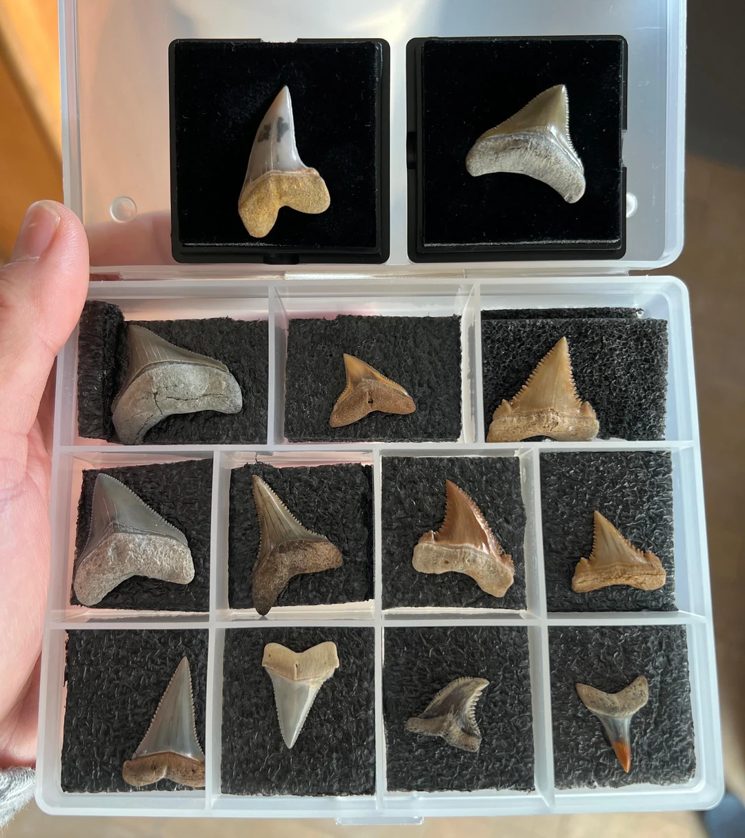 My smallest shark teeth | Scrolller