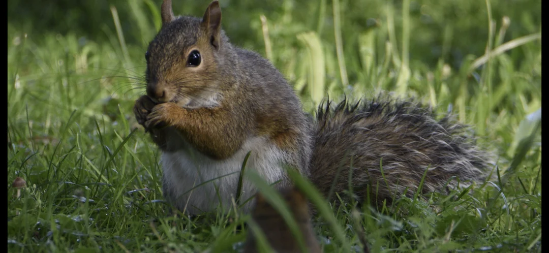 City Park squirrel | Scrolller