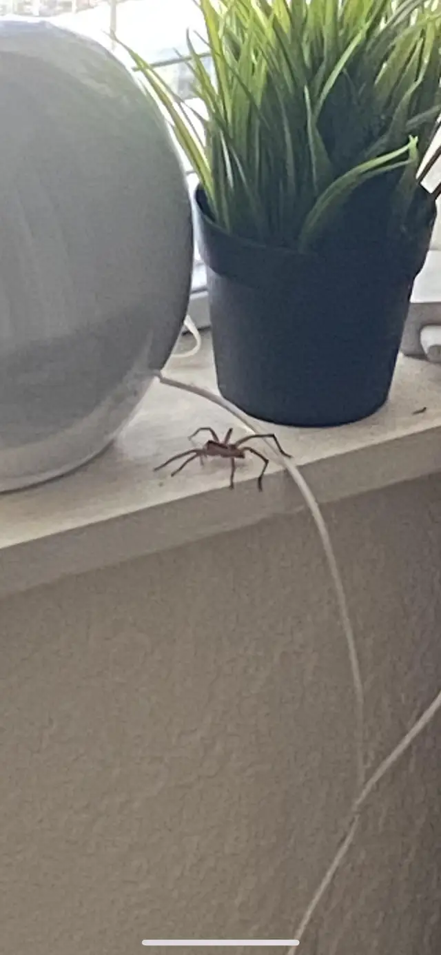 Help identifying this spider | Scrolller