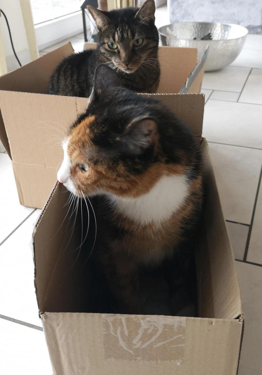 You need two traps to trap two cats! | Scrolller