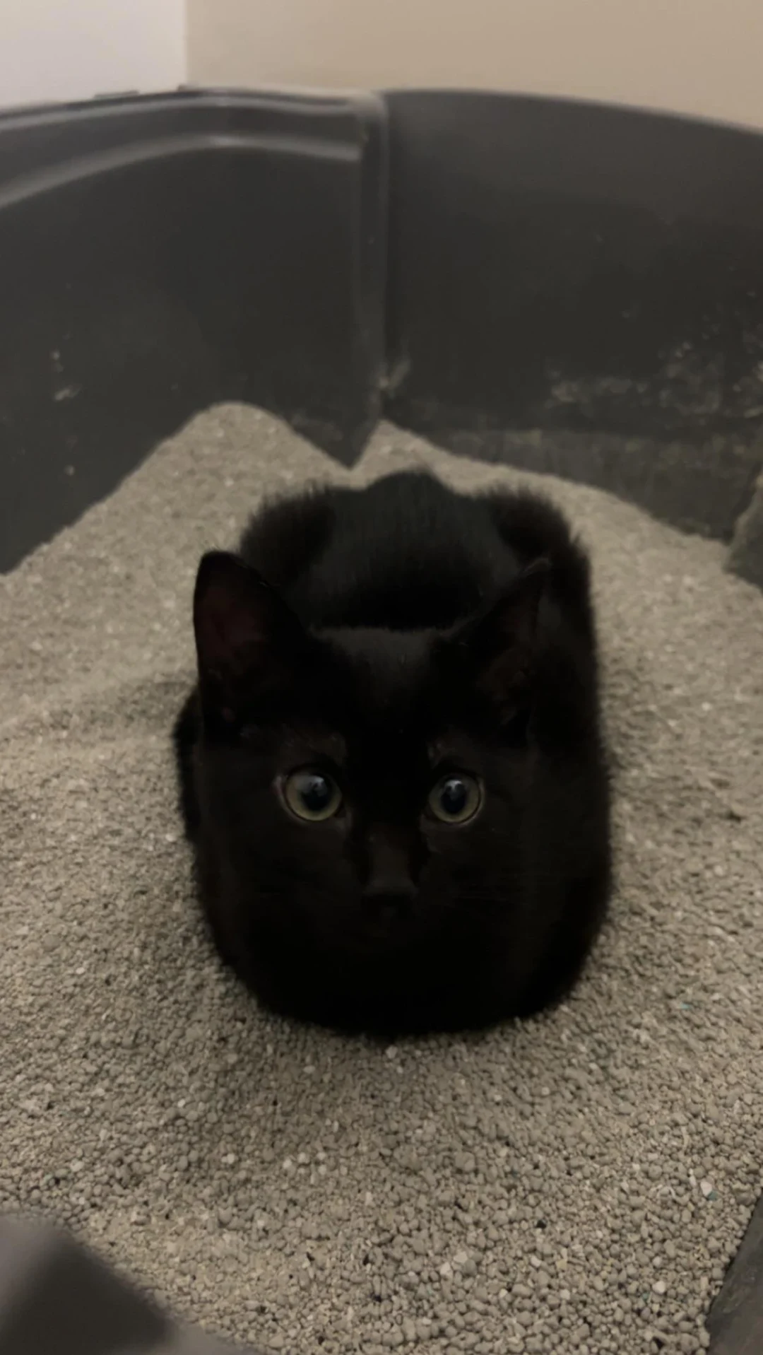 Baby void loafing in the shitter | Scrolller