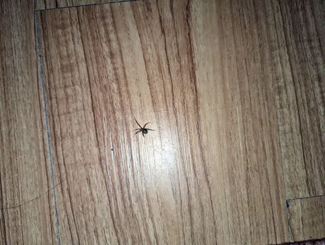 Black House Spider? | Scrolller