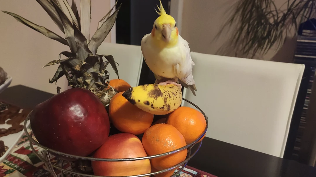 Can anyone help me identify this fruit? | Scrolller