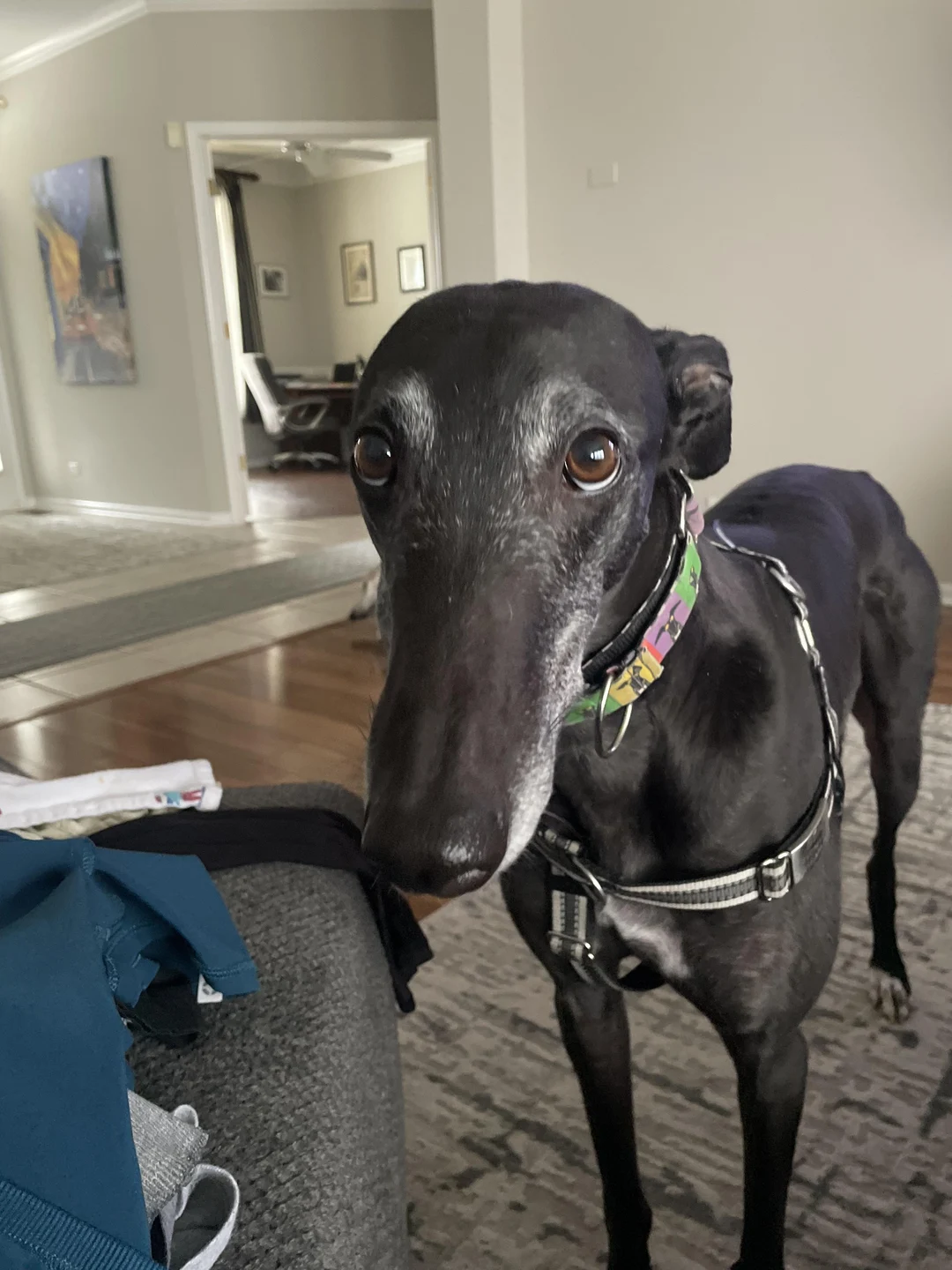 Bear: Drop the laundry and pick up the leash! | Scrolller