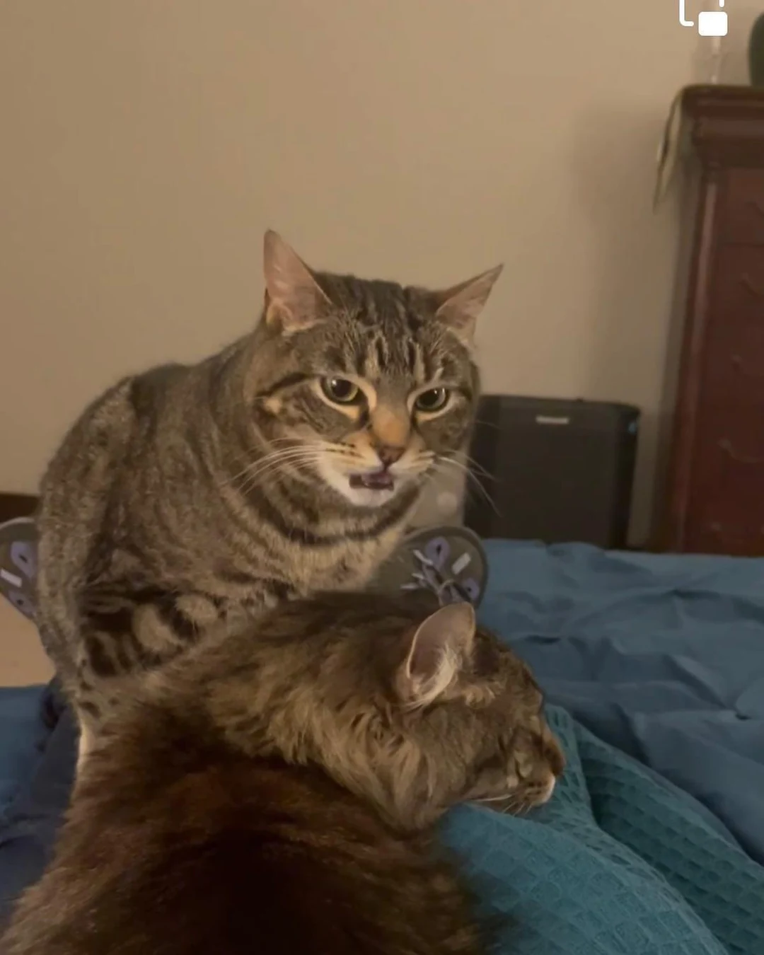 Gracie derp face | Scrolller