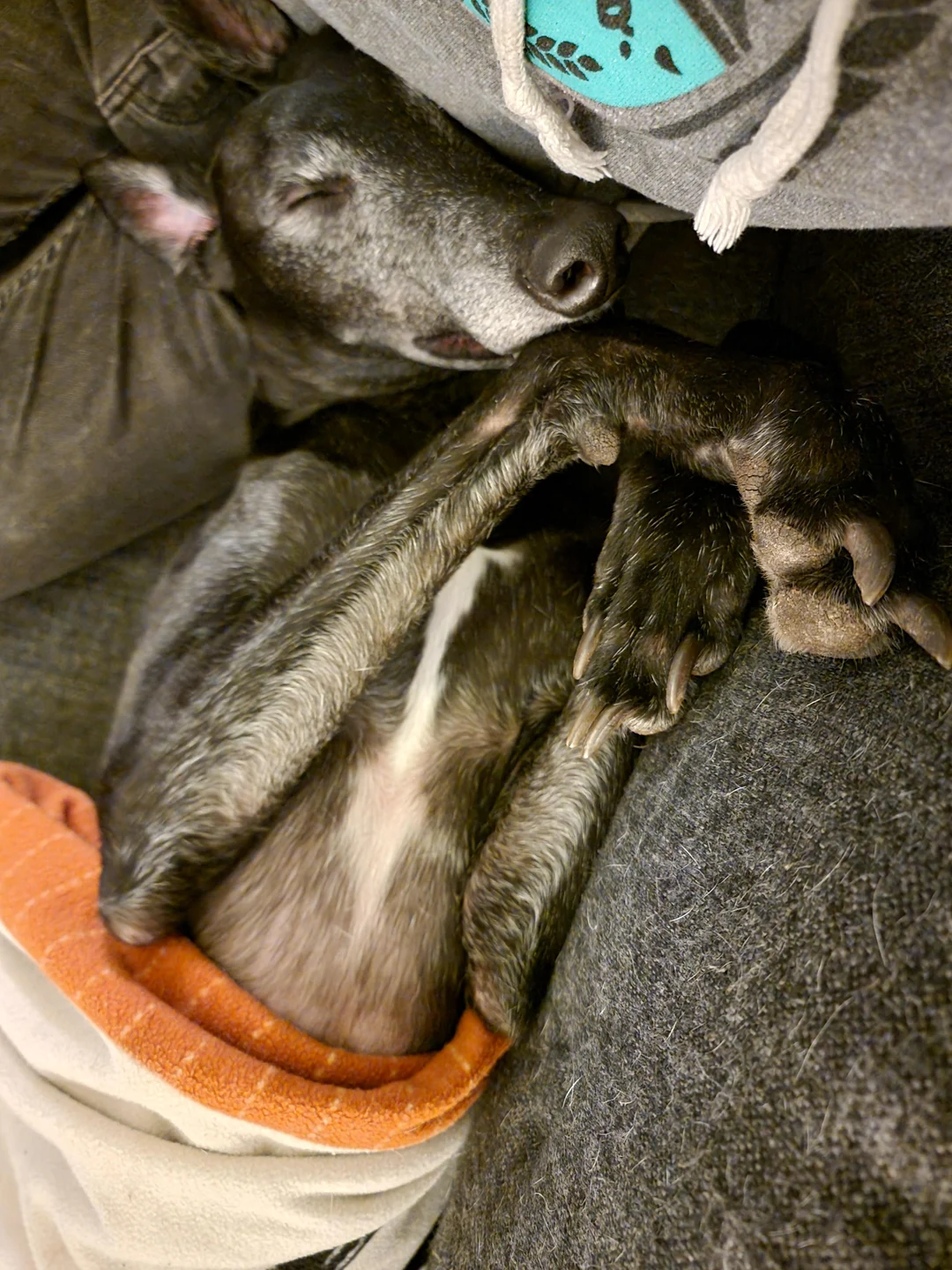 The best cuddler ever. | Scrolller