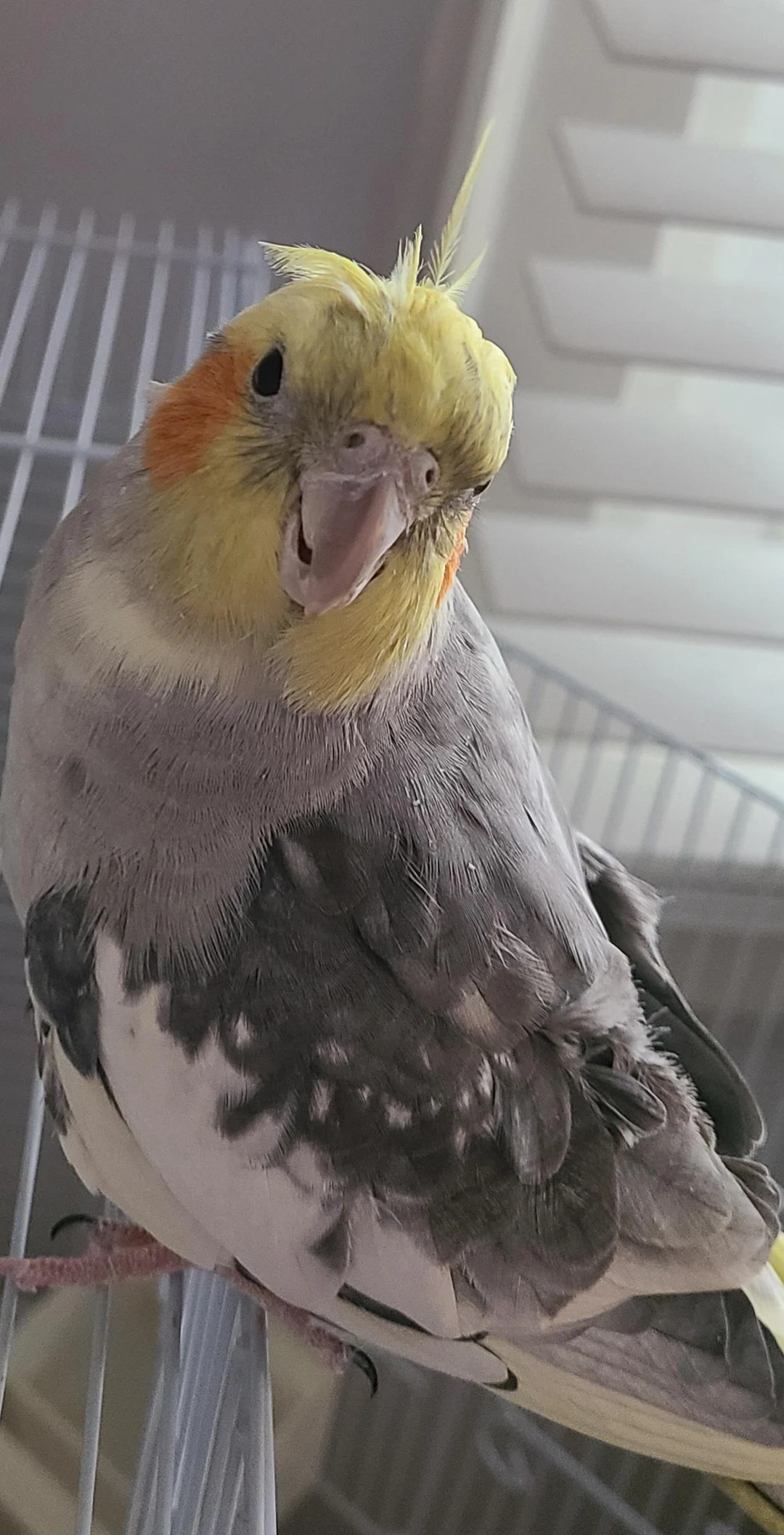 His mohawk is giving me the middle finger | Scrolller