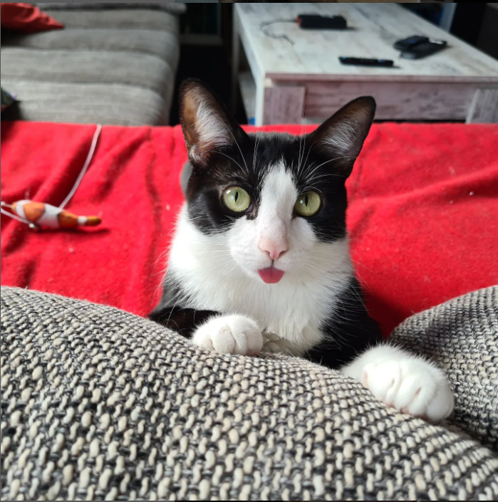 Cute blep | Scrolller