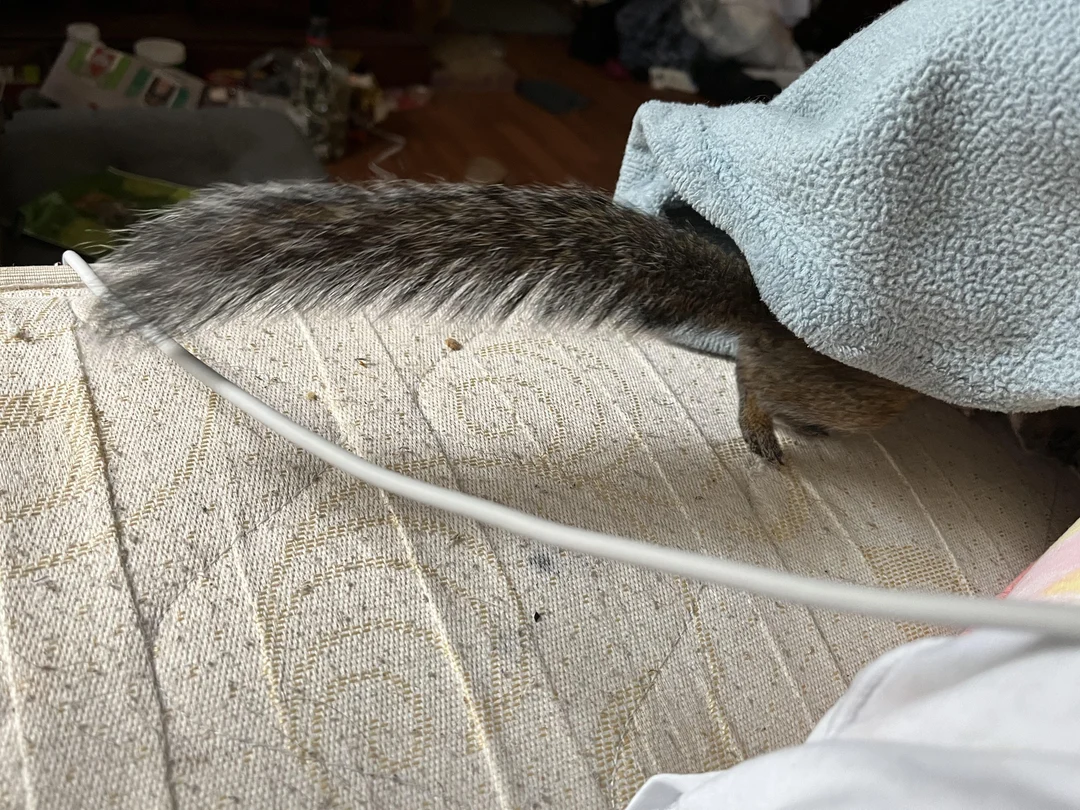 Ssshhh… Bruiser is hiding. | Scrolller