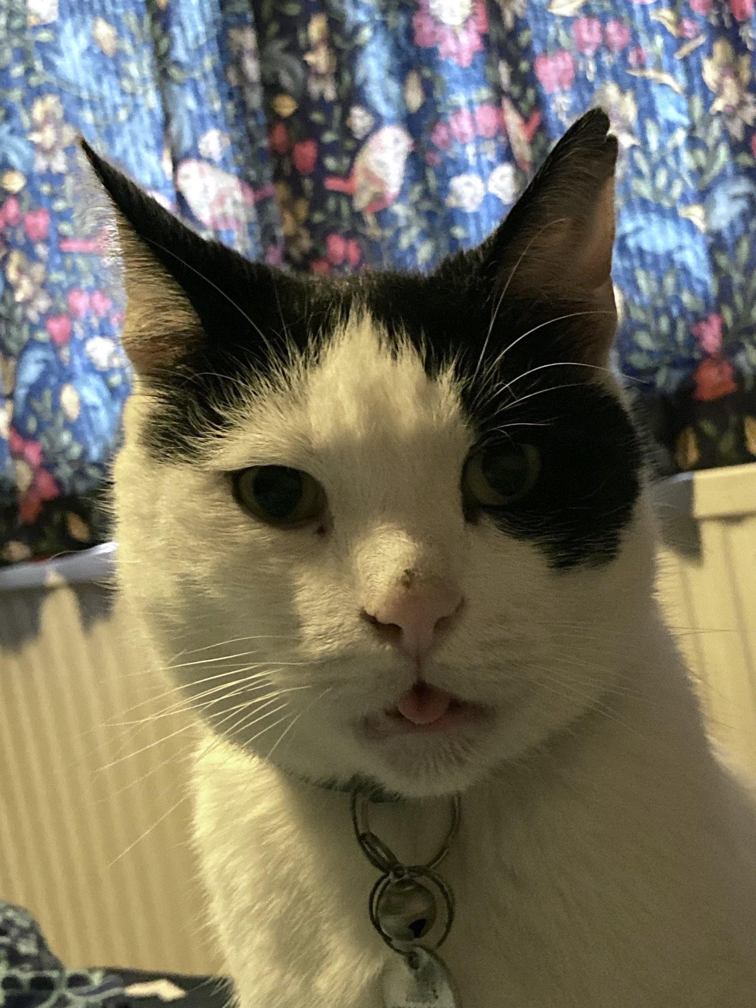 little blep 👅 | Scrolller