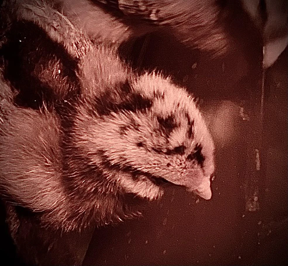 Chickie with a smiley face on her head! | Scrolller