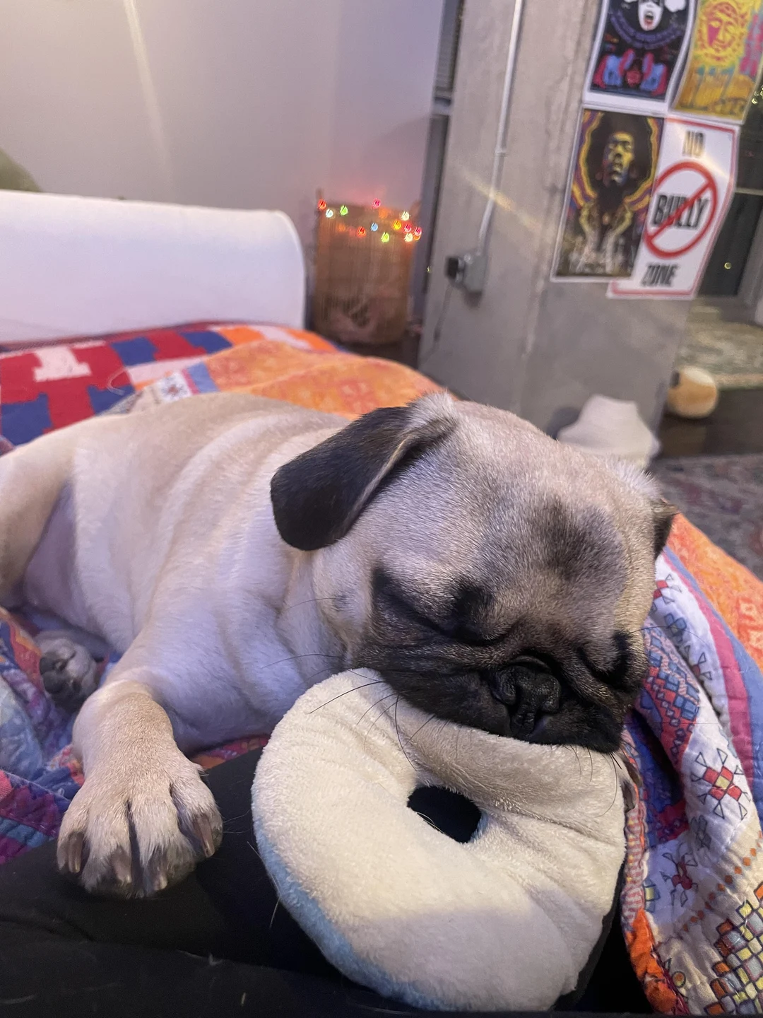 pip loves her donut | Scrolller