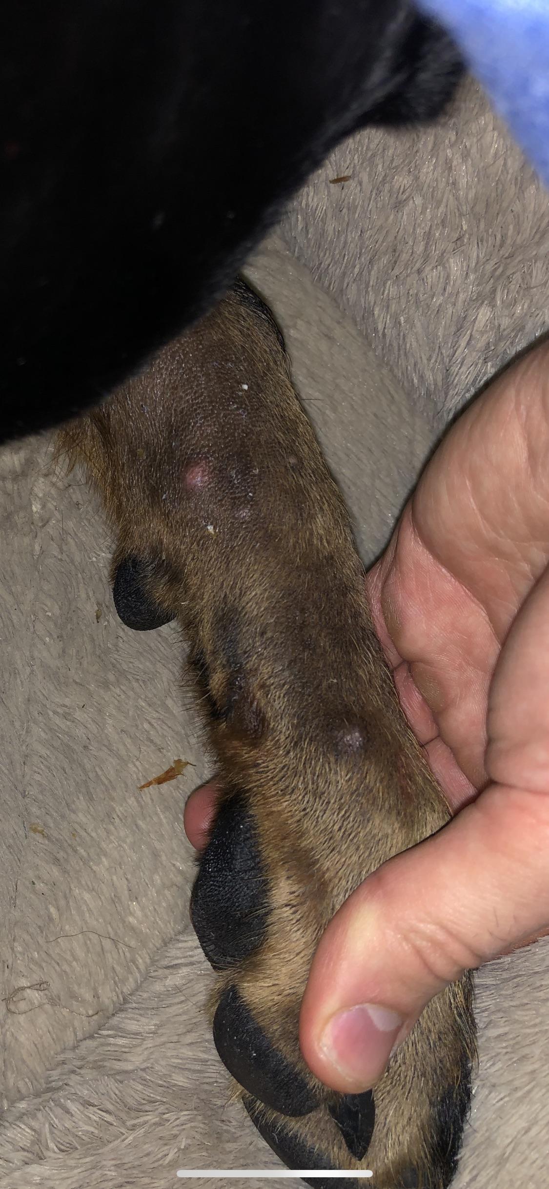 Bald spot on paw | Scrolller