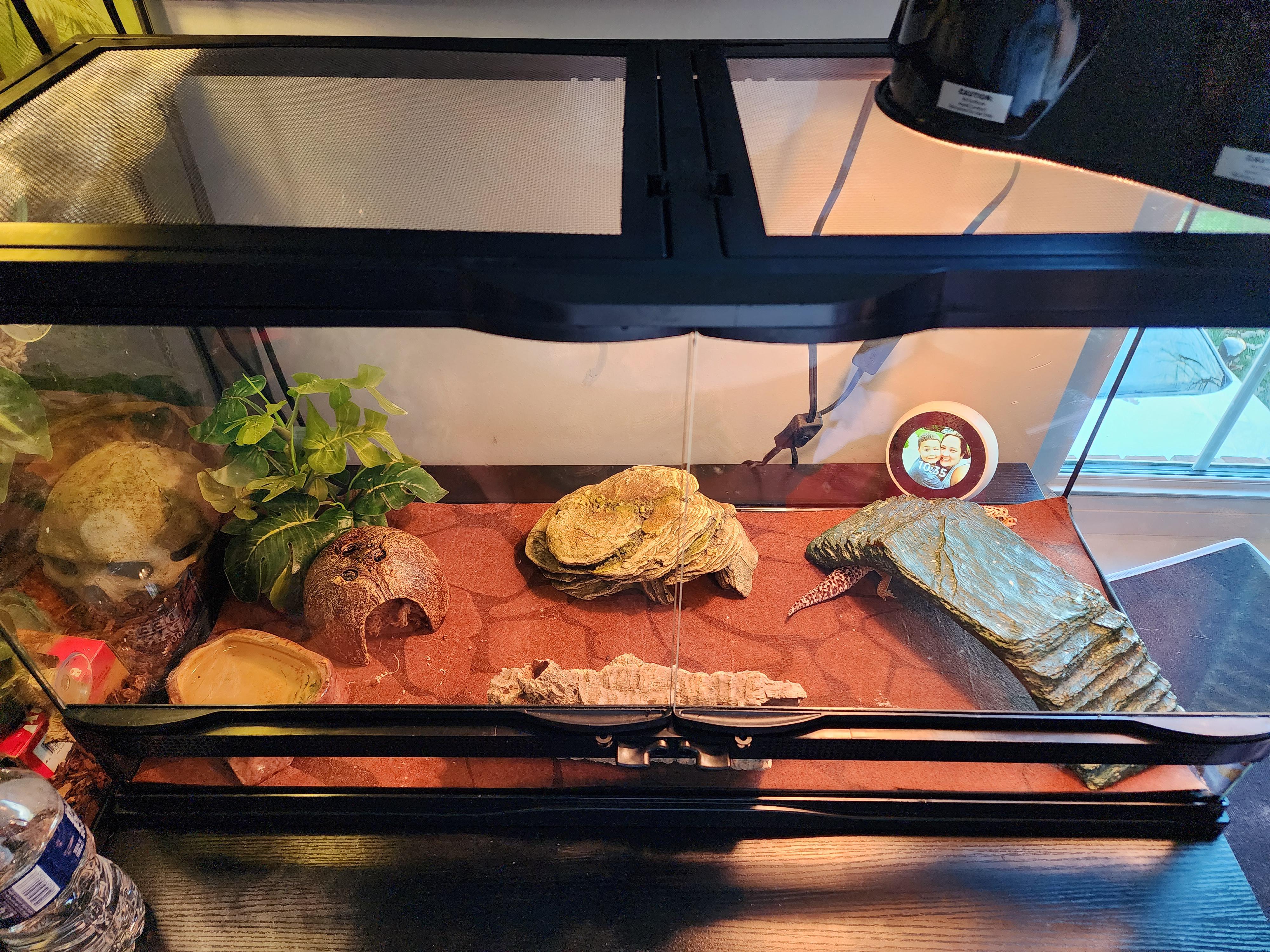 Upgraded the Leo's cage. How did we ro? | Scrolller