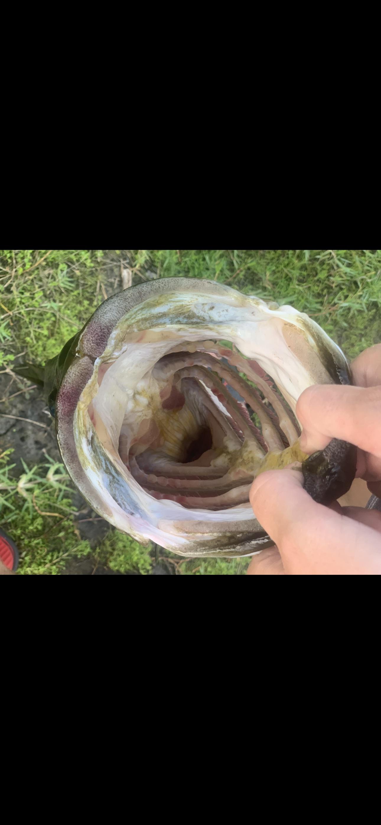 6.5lb on the scale! | Scrolller