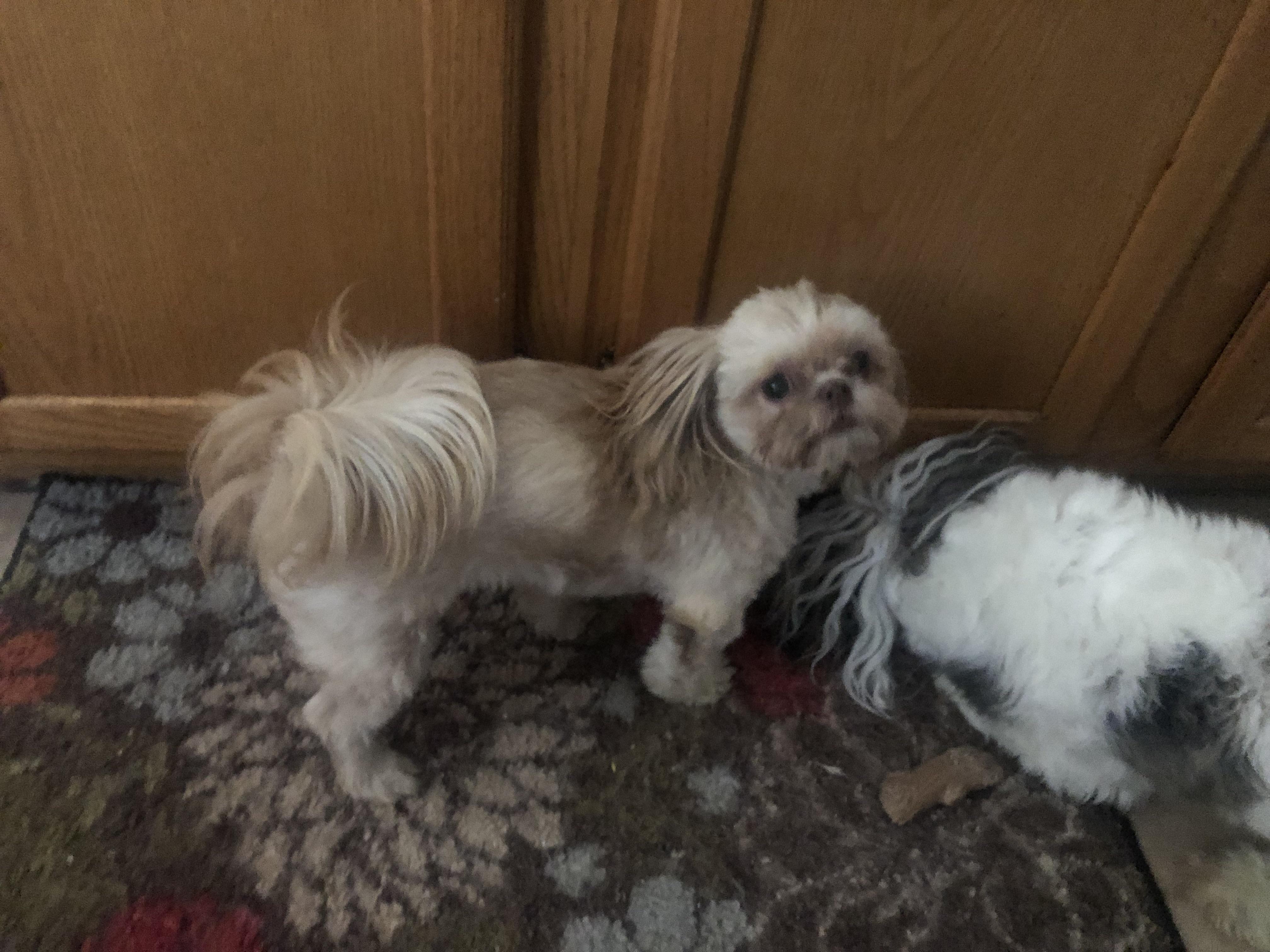 Anyone else refer to their tzu’s back legs as ‘chicken sticks’ or am i the only weirdo?? | Scrolller