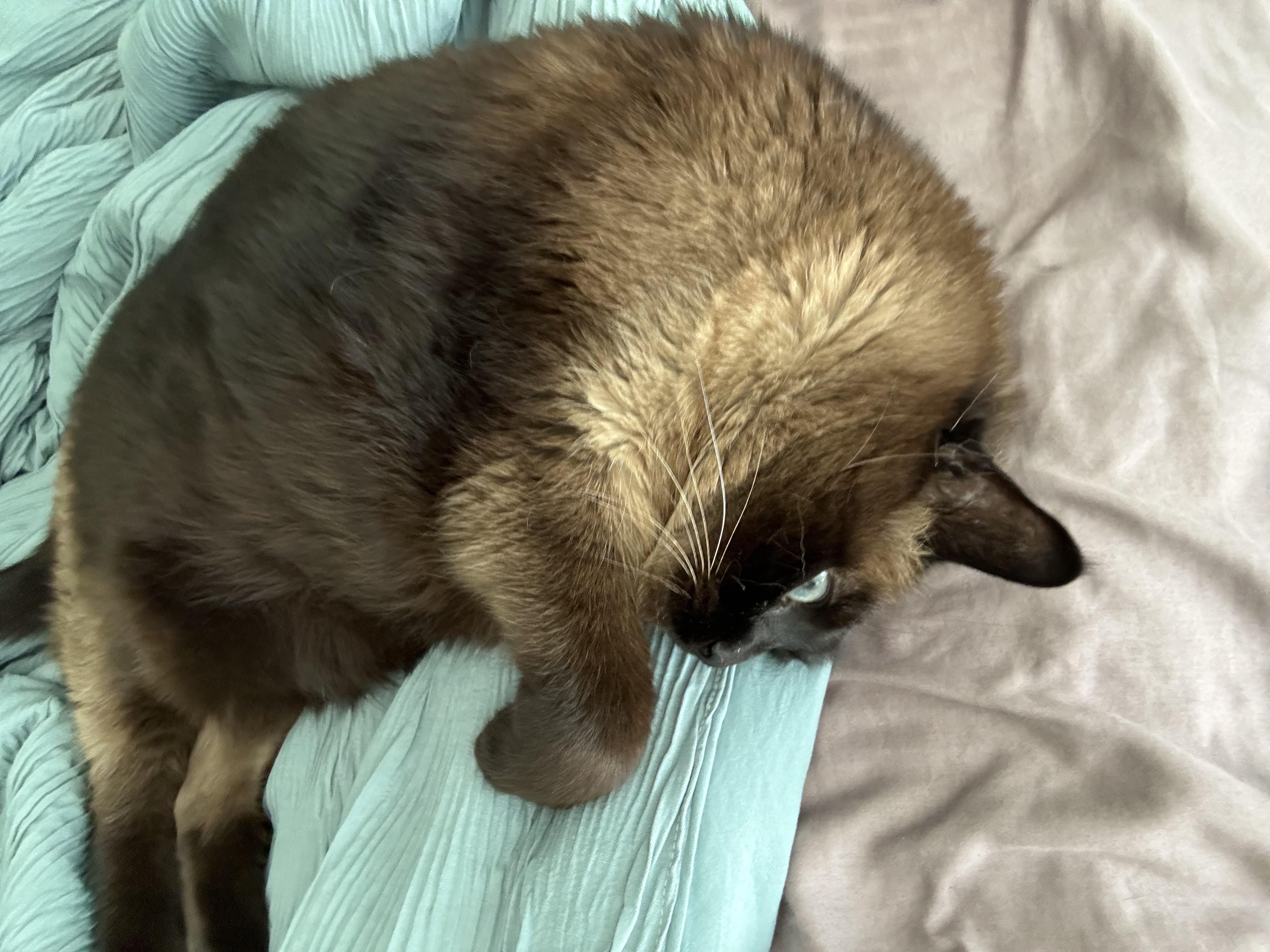 My 10-year-old cat, Jinxy! | Scrolller