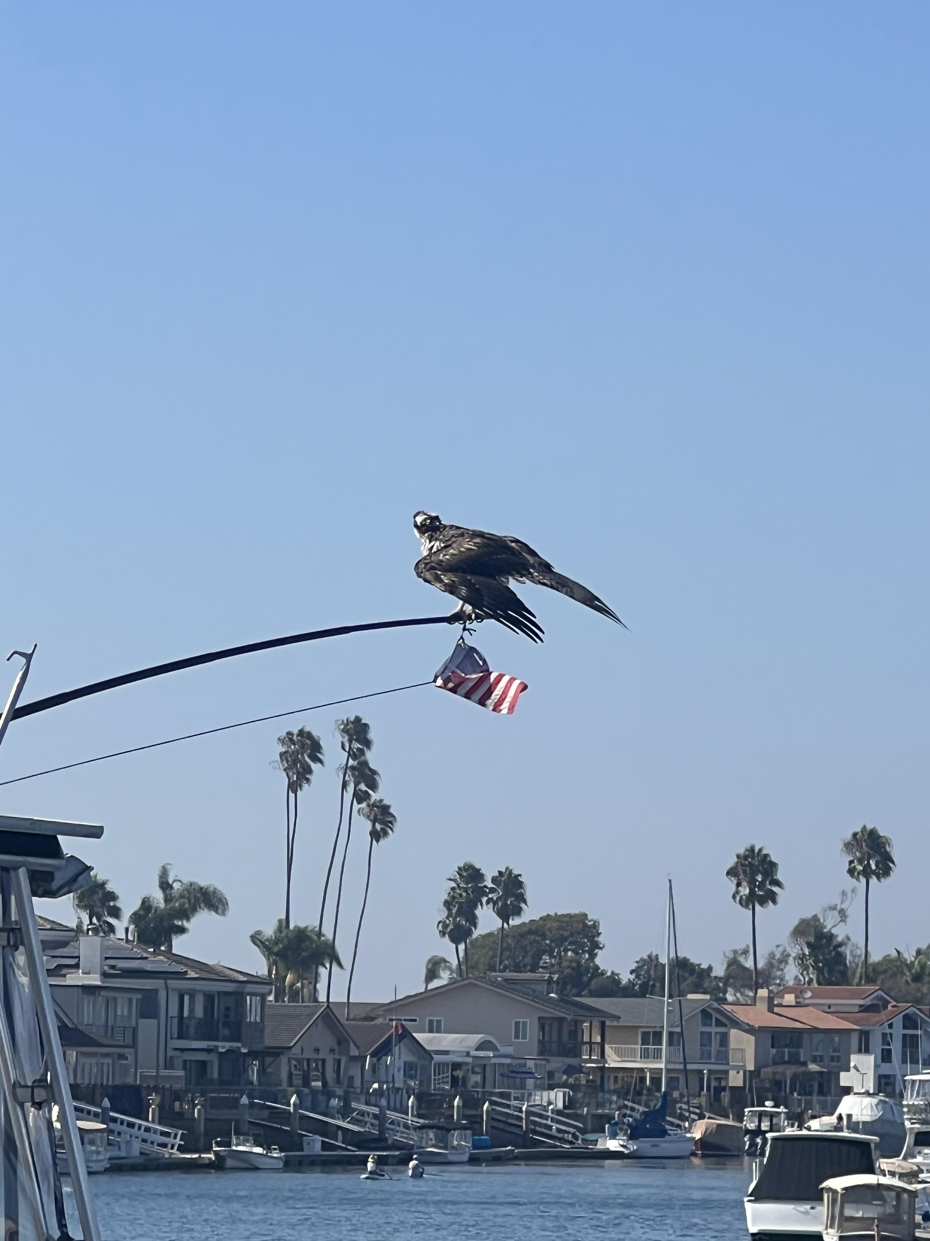 Bird Identification | Scrolller