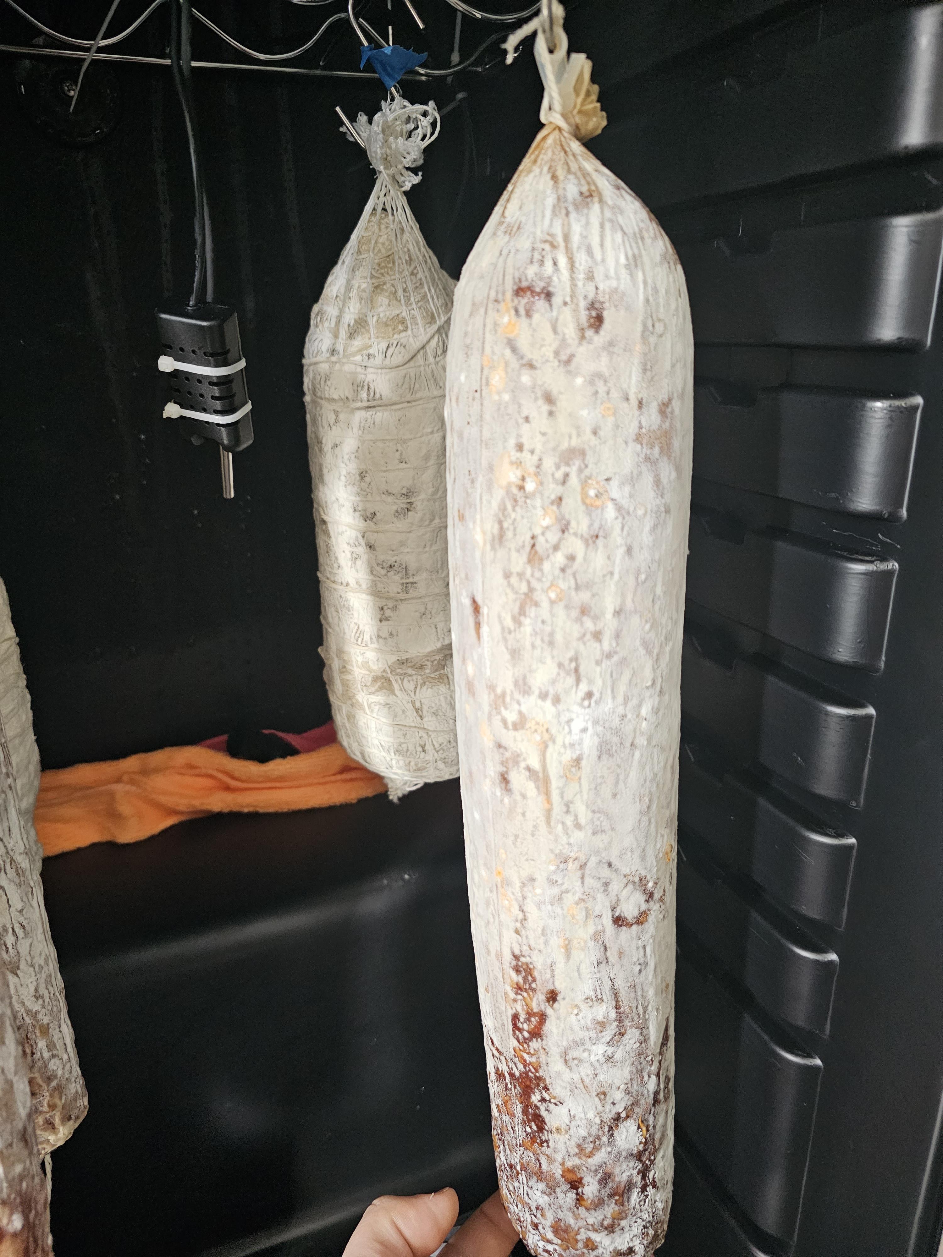 Thoughts on this mold? | Scrolller