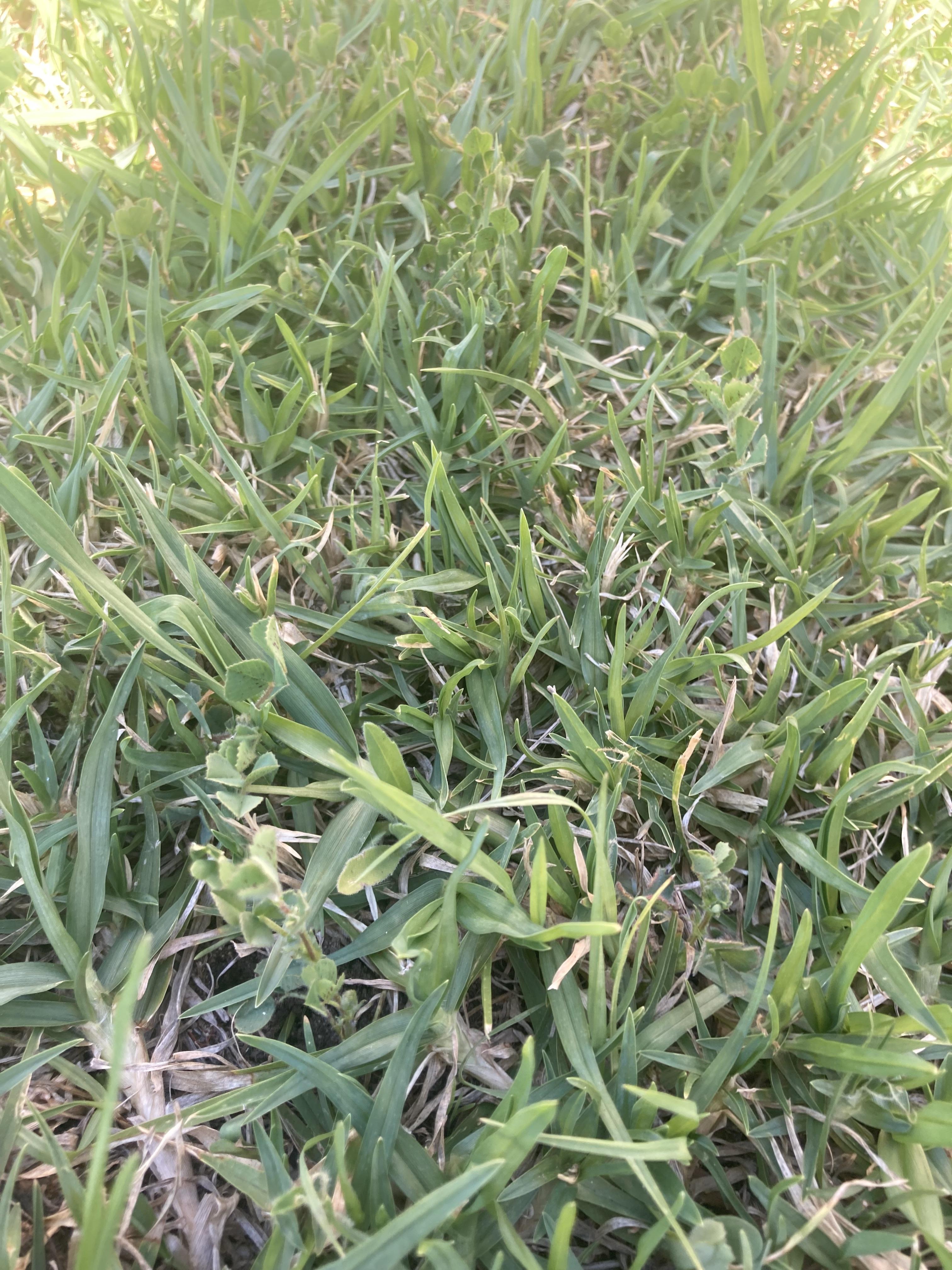 Help identify lawn type | Scrolller