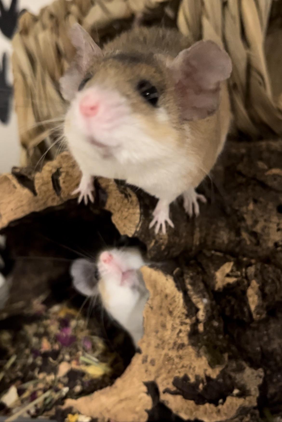 Kleo and Tahini say hello | Scrolller