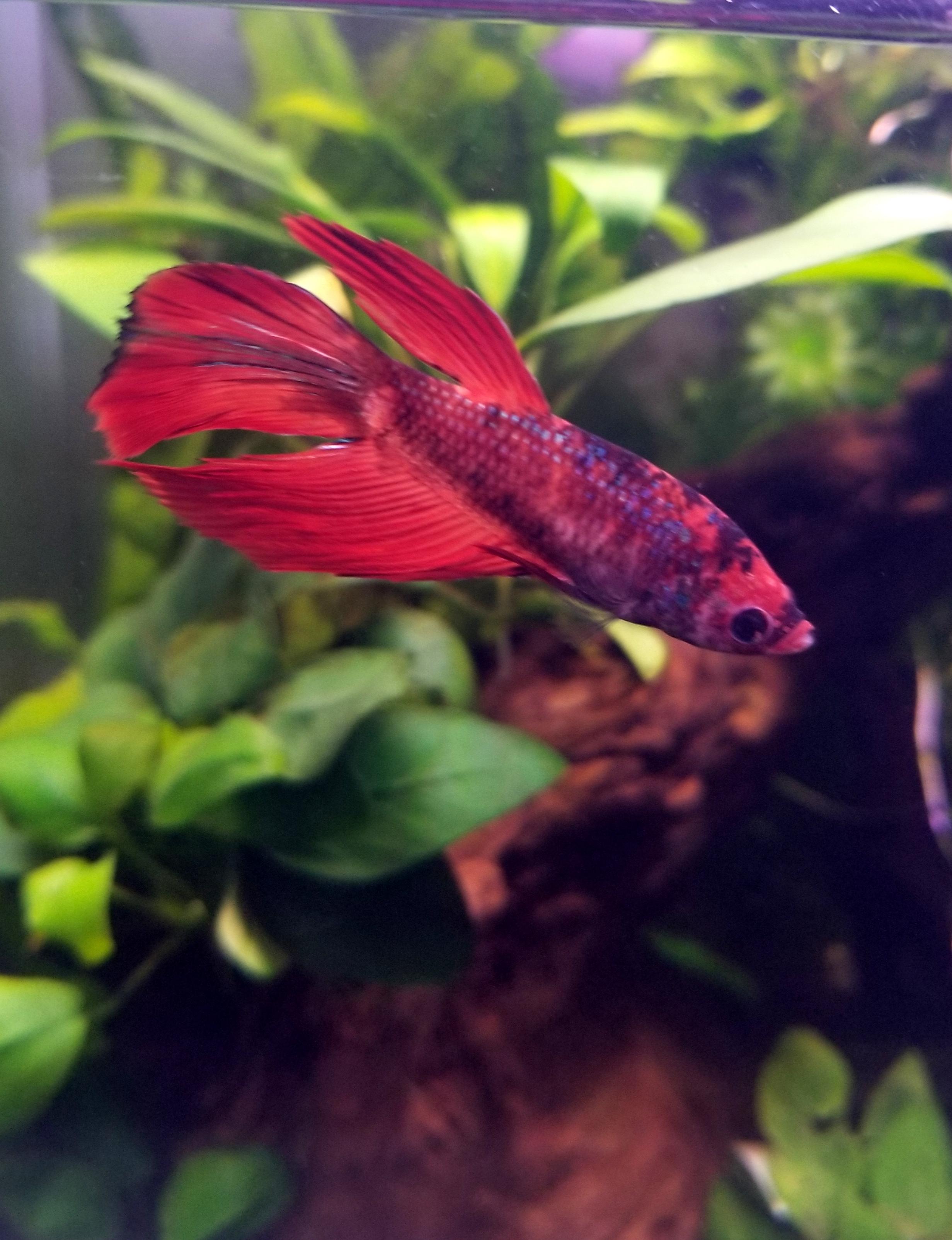 Tank rescape ft. my evil creatures | Scrolller