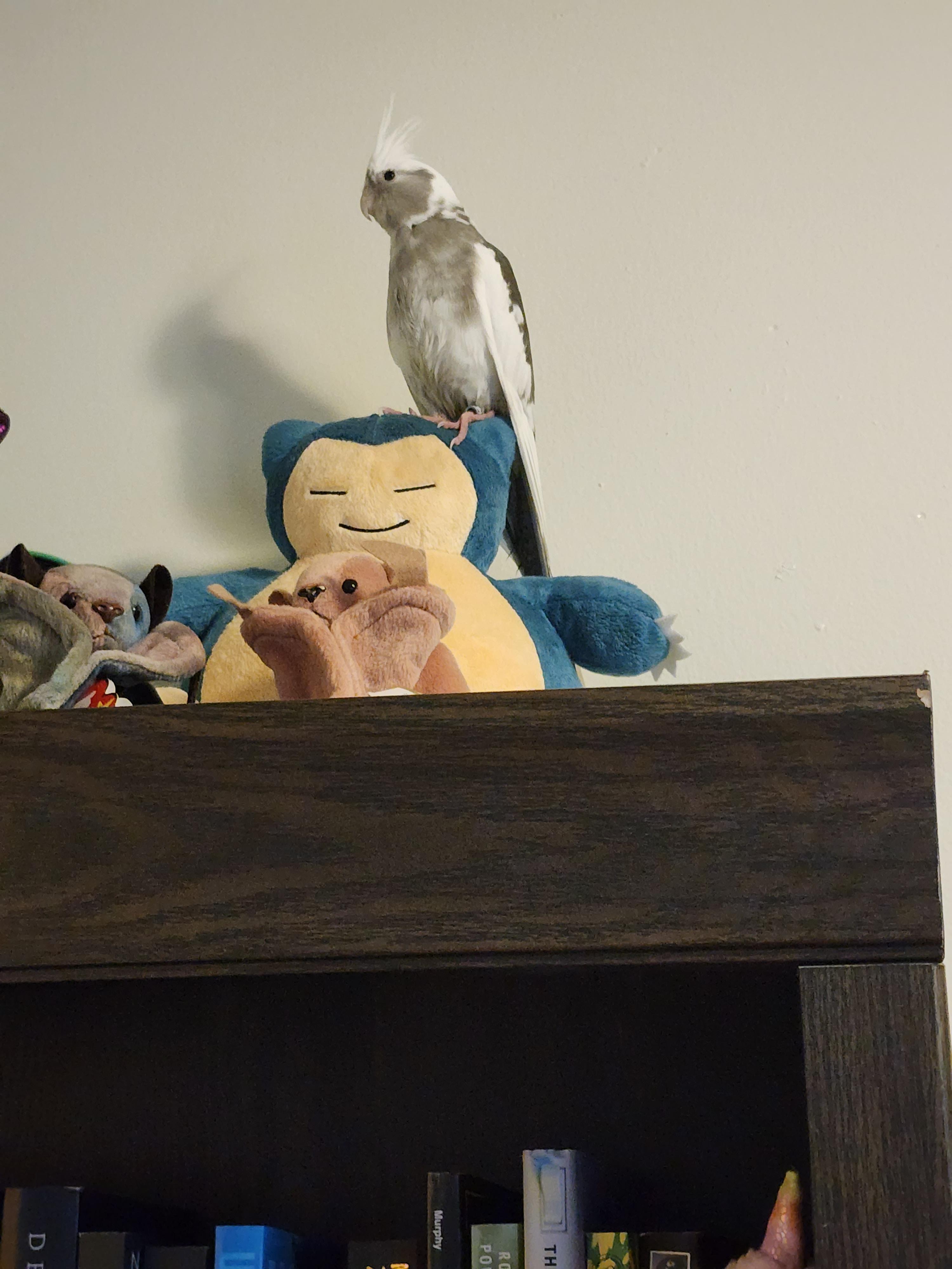 Shenanigans | Scrolller