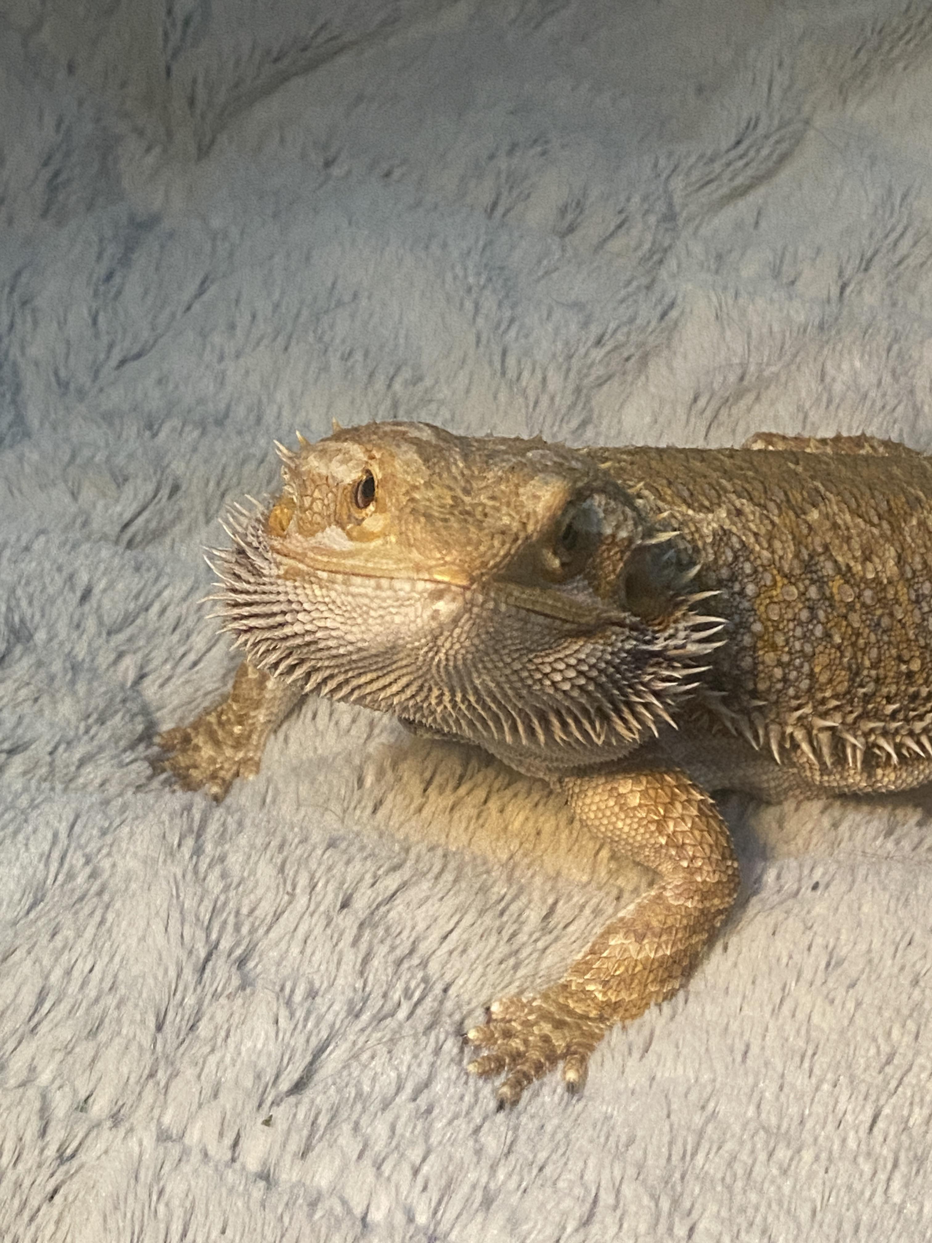 How do i train my beardie to like going outside? | Scrolller
