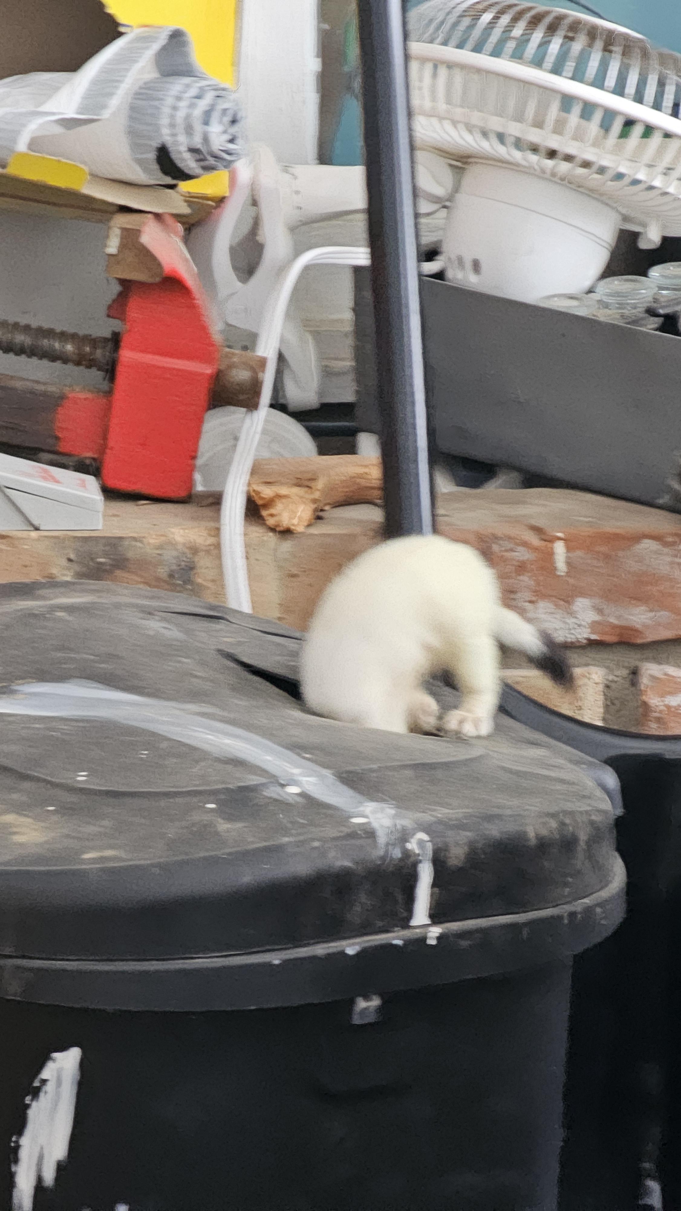 Ermine in the trash! | Scrolller