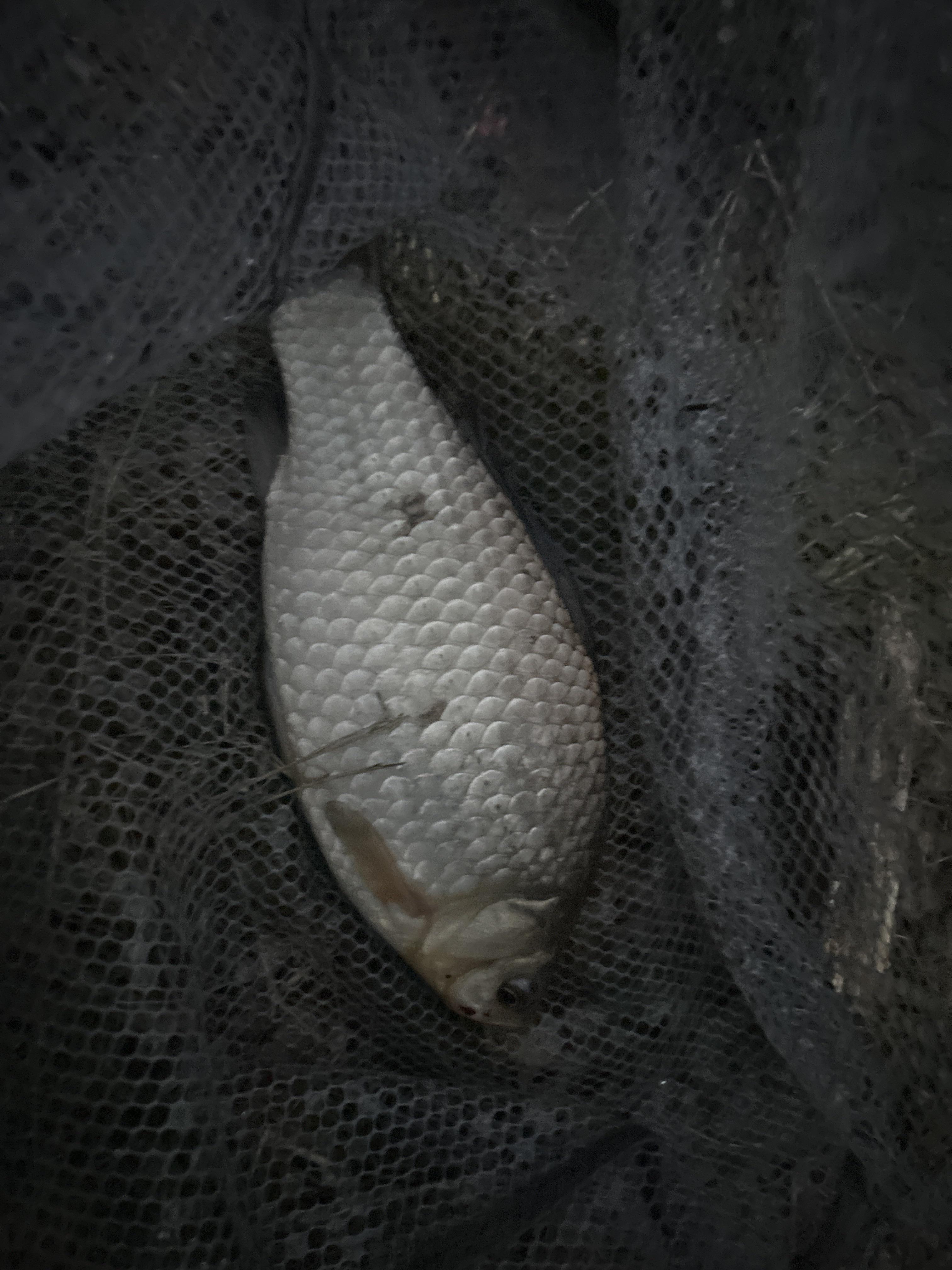 Caught this 2 fellas last evening | Scrolller