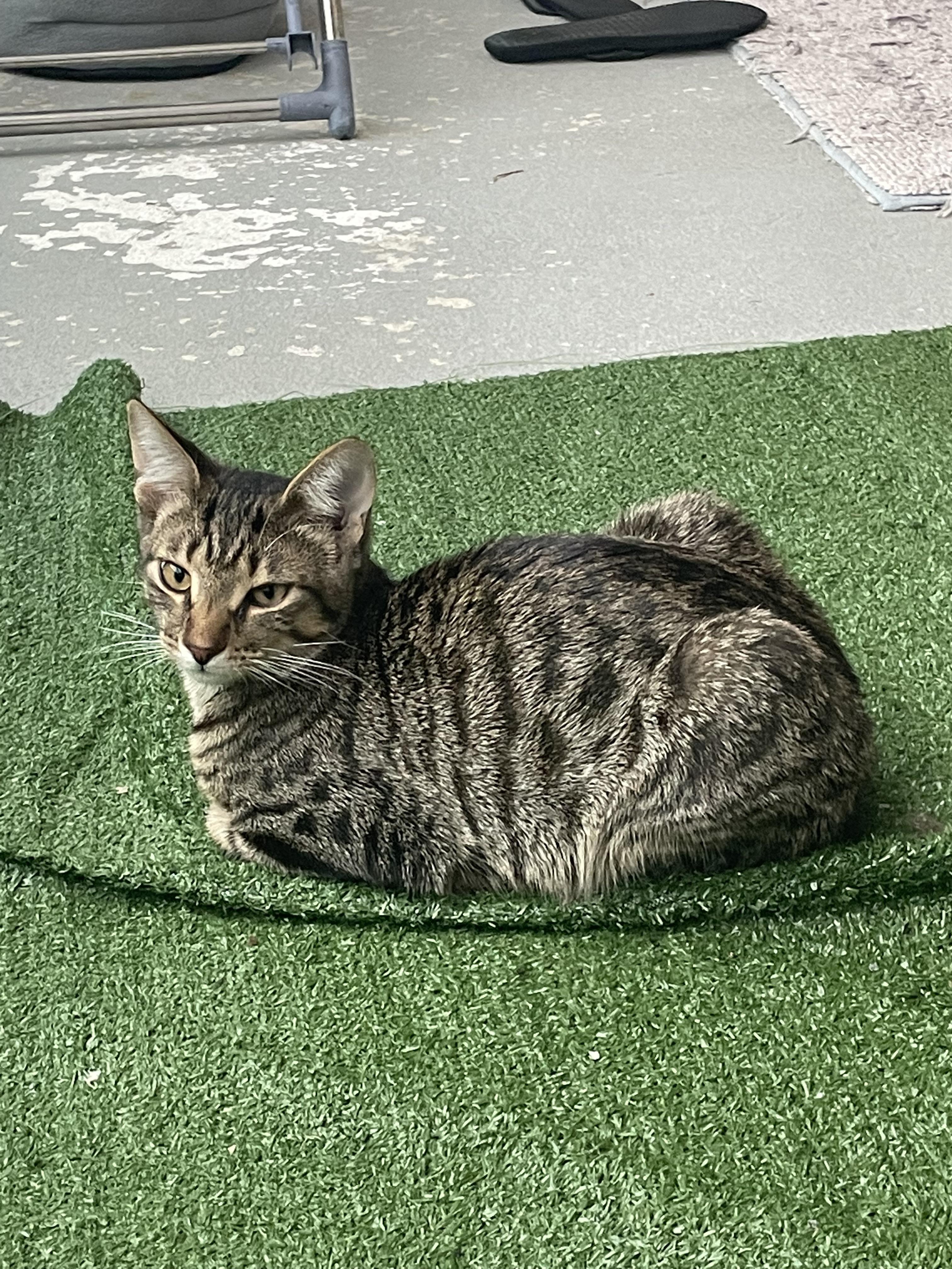 The rare simultaneous dual loaf | Scrolller