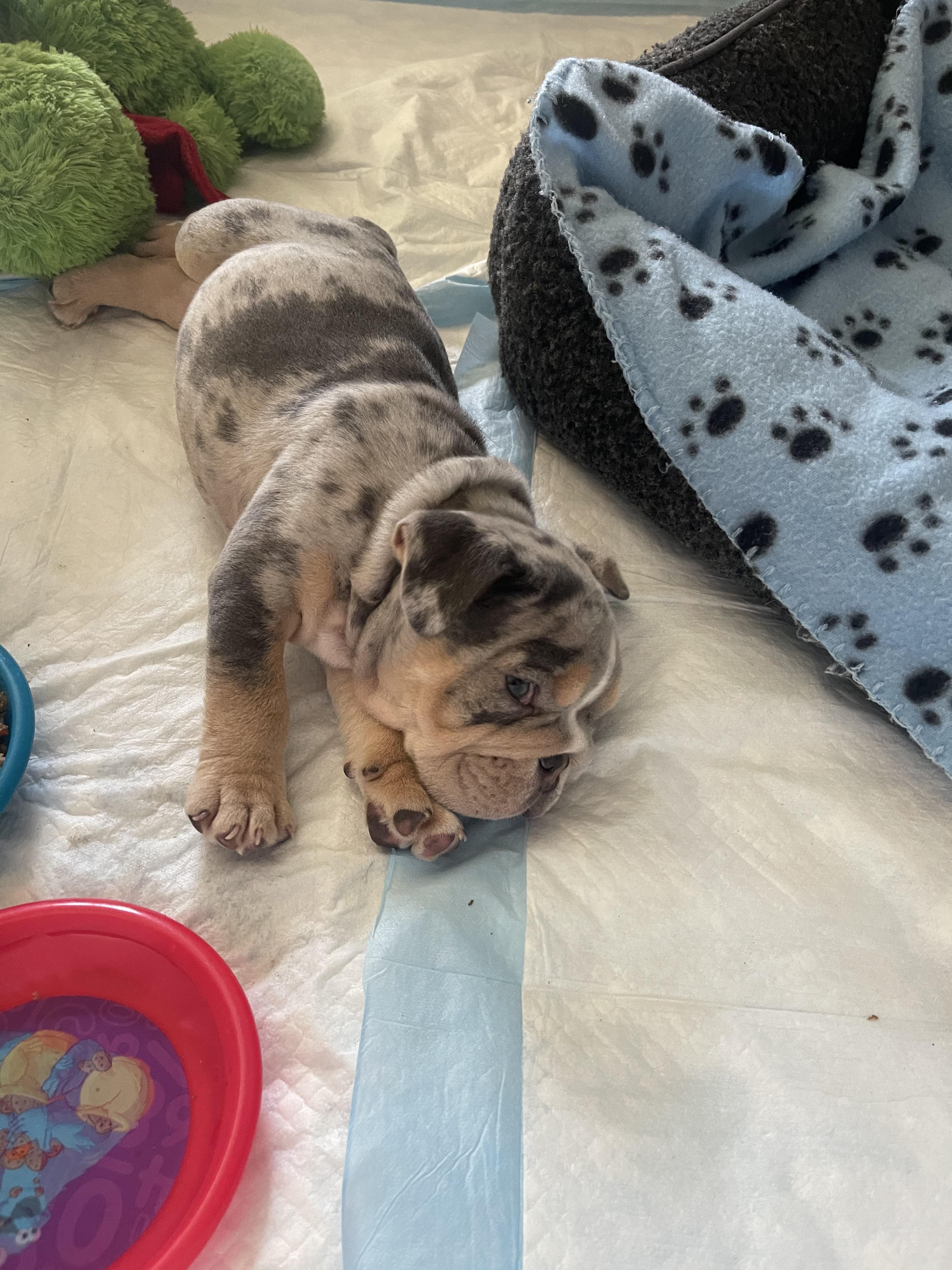 Mr.Miyagi . 8 weeks and so lazy | Scrolller